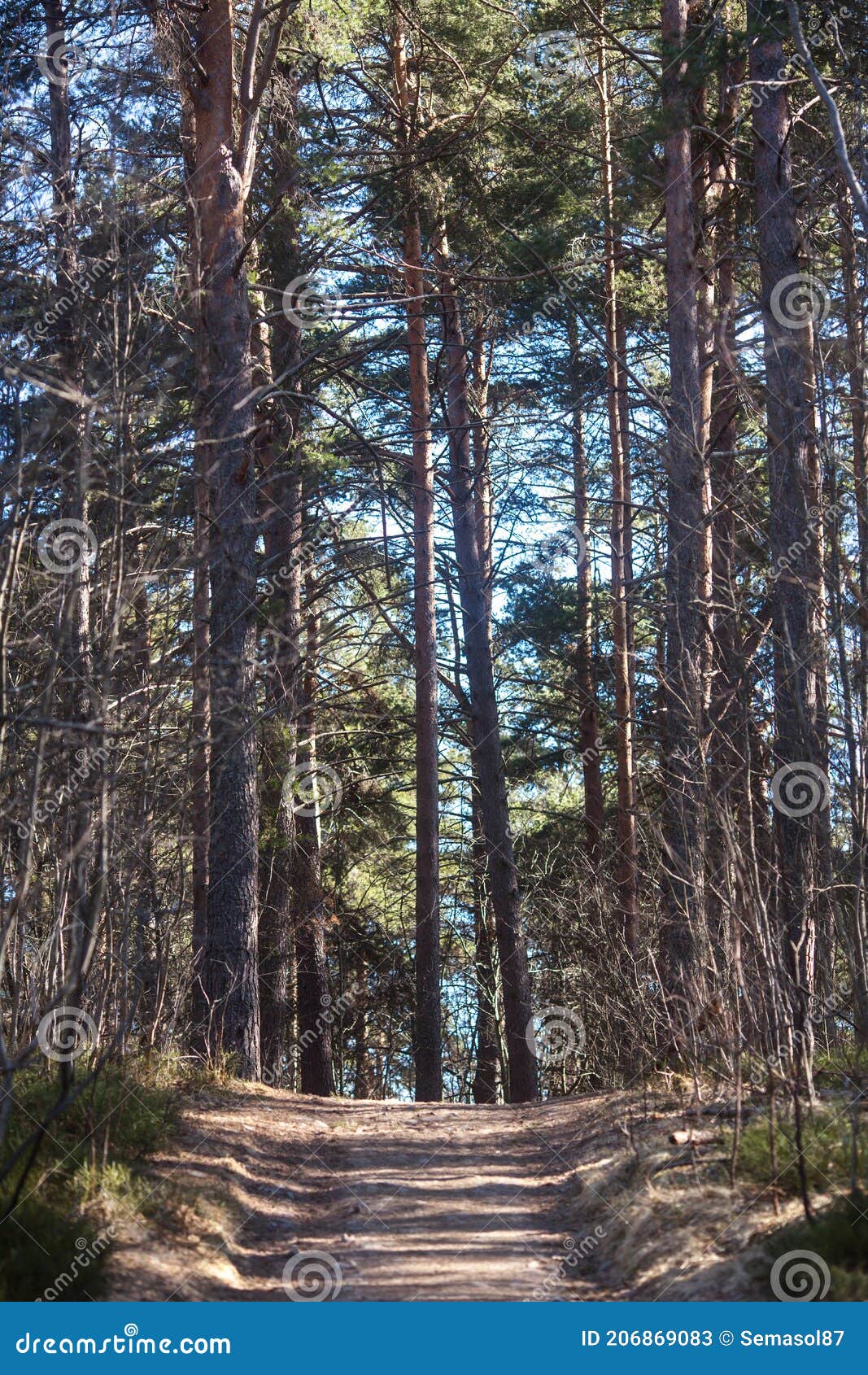 The Road in the Forest. Dirt Road through Deep Forest Stock Image ...