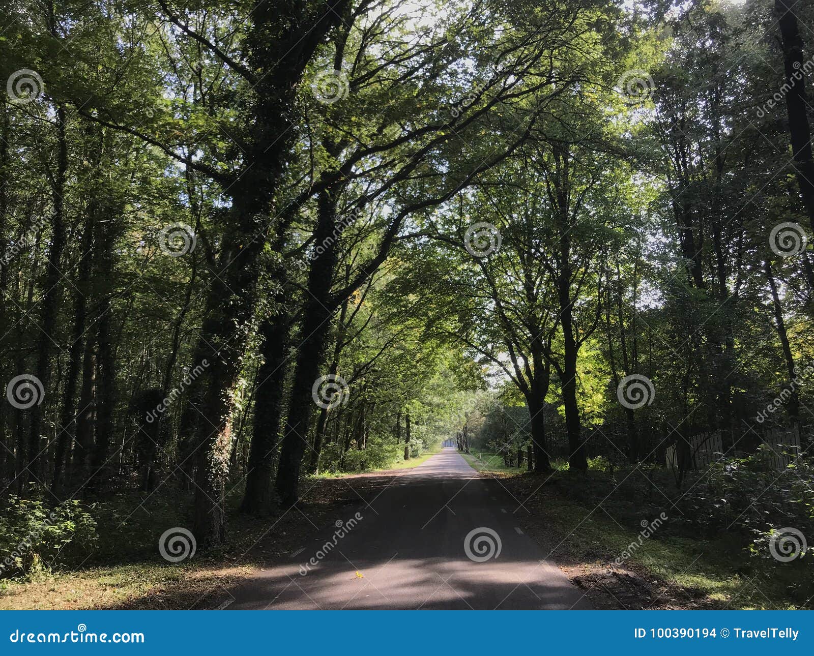 Road through the forest stock photo. Image of forest - 100390194