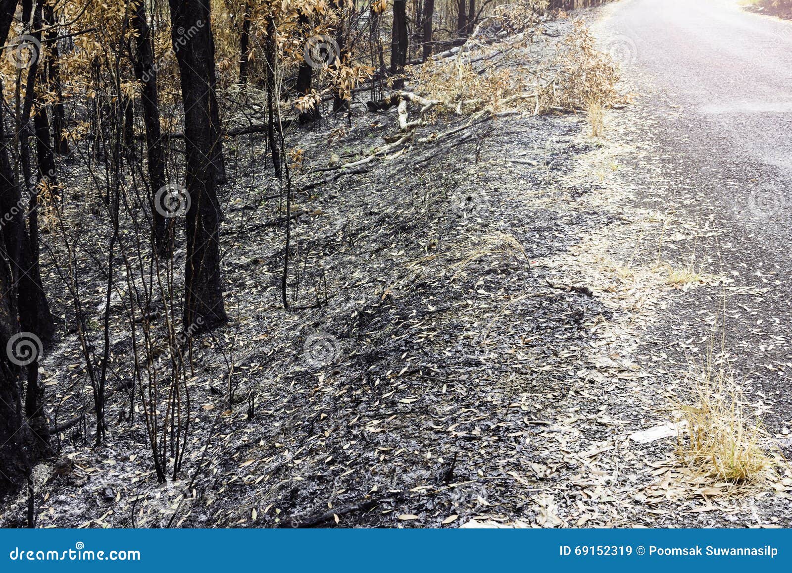 Road and Forest Fires Was Extinguished. Stock Image - Image of wildfire ...