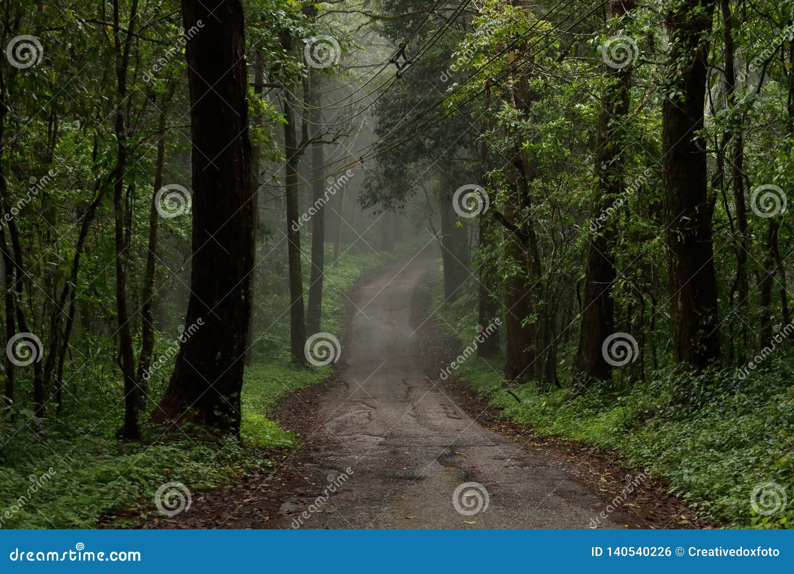 Road through Forest with Fog Stock Photo - Image of transportation ...