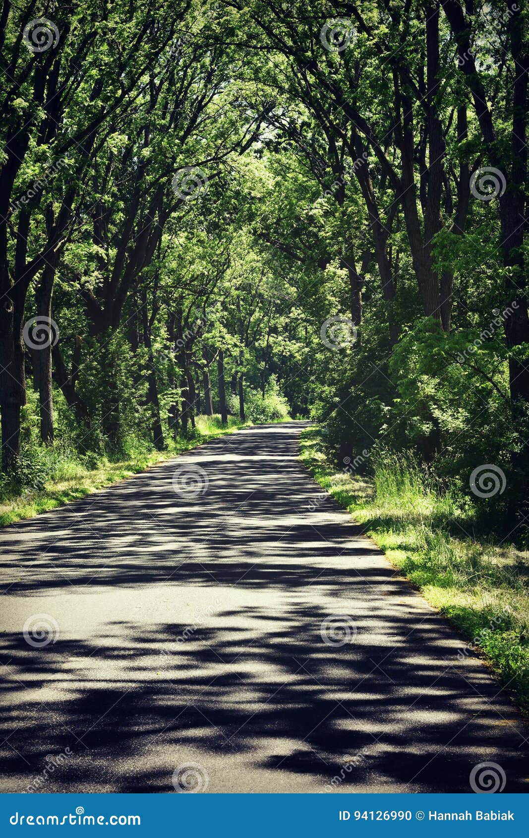 Road through Forest stock photo. Image of archway, shadow - 94126990