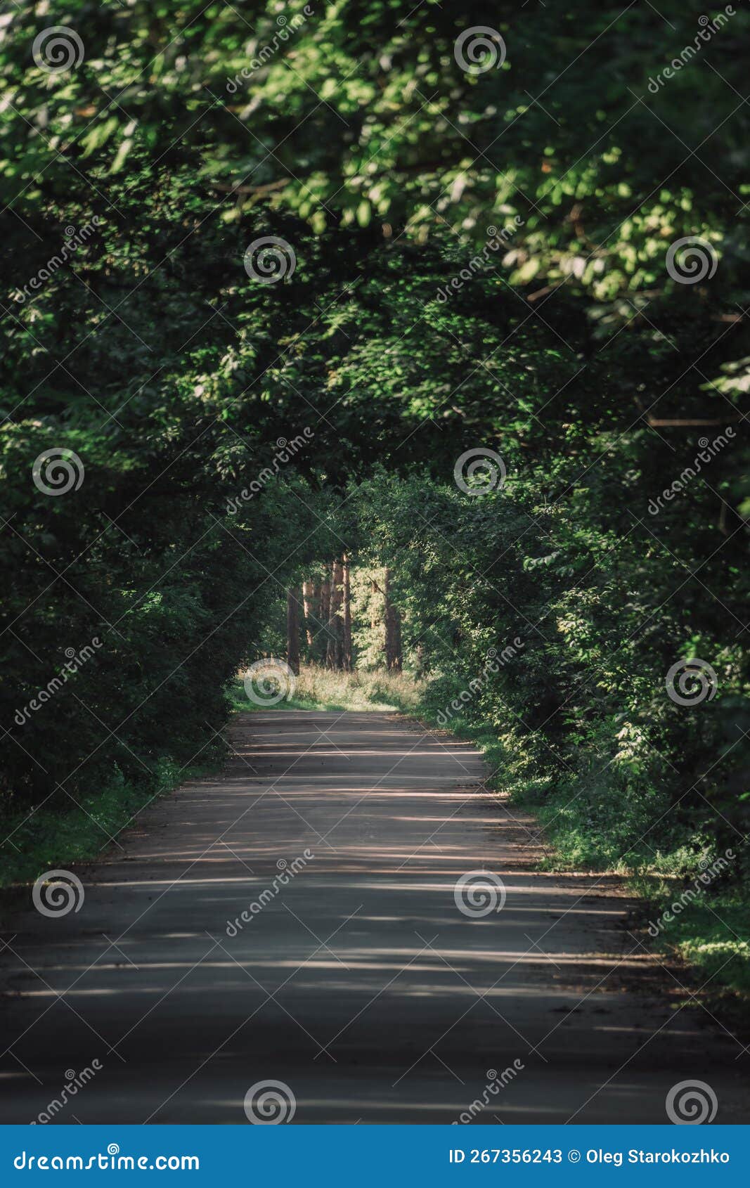 Forest Road between Green Trees Stock Image - Image of leaf, morning ...