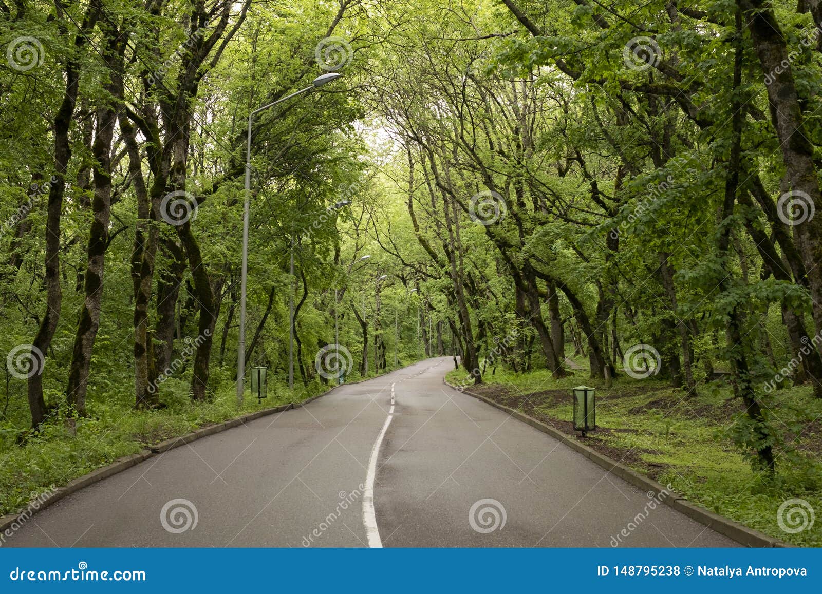 The Road in the Forest, Leaving for Turn Stock Photo - Image of pathway ...