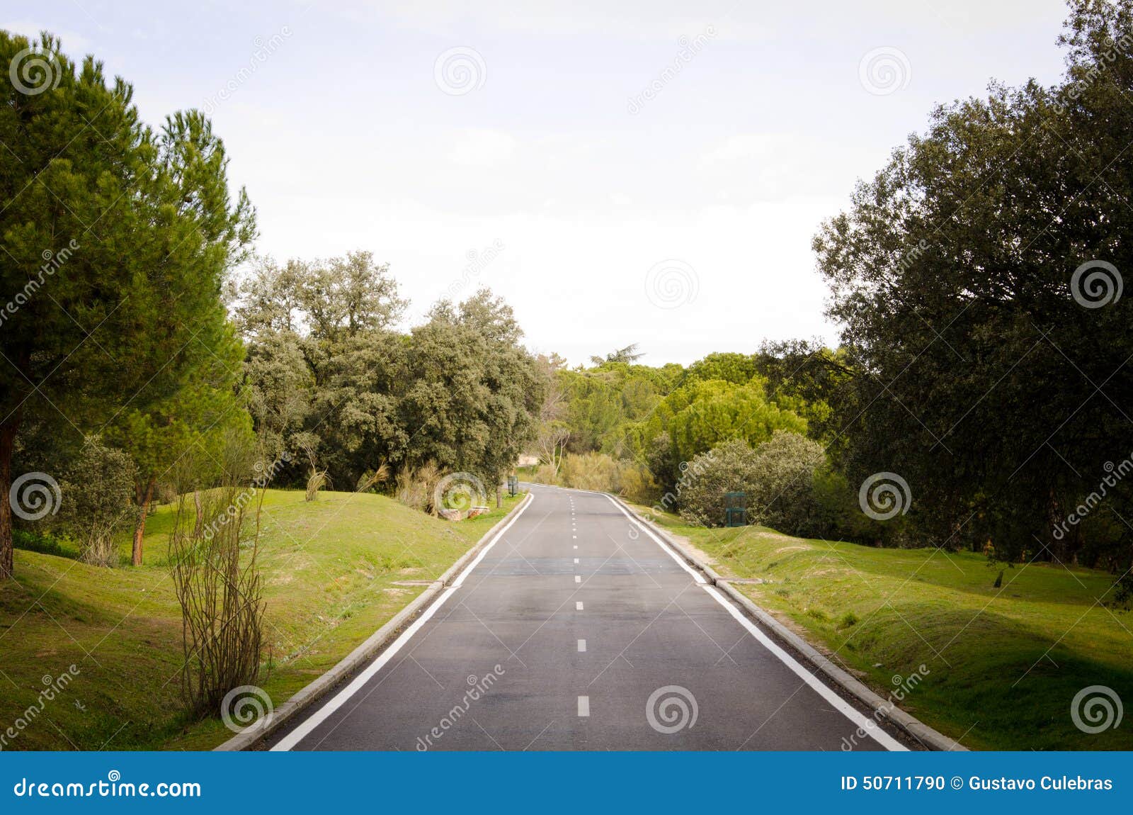 Road stock photo. Image of left, forest, unknown, nature - 50711790