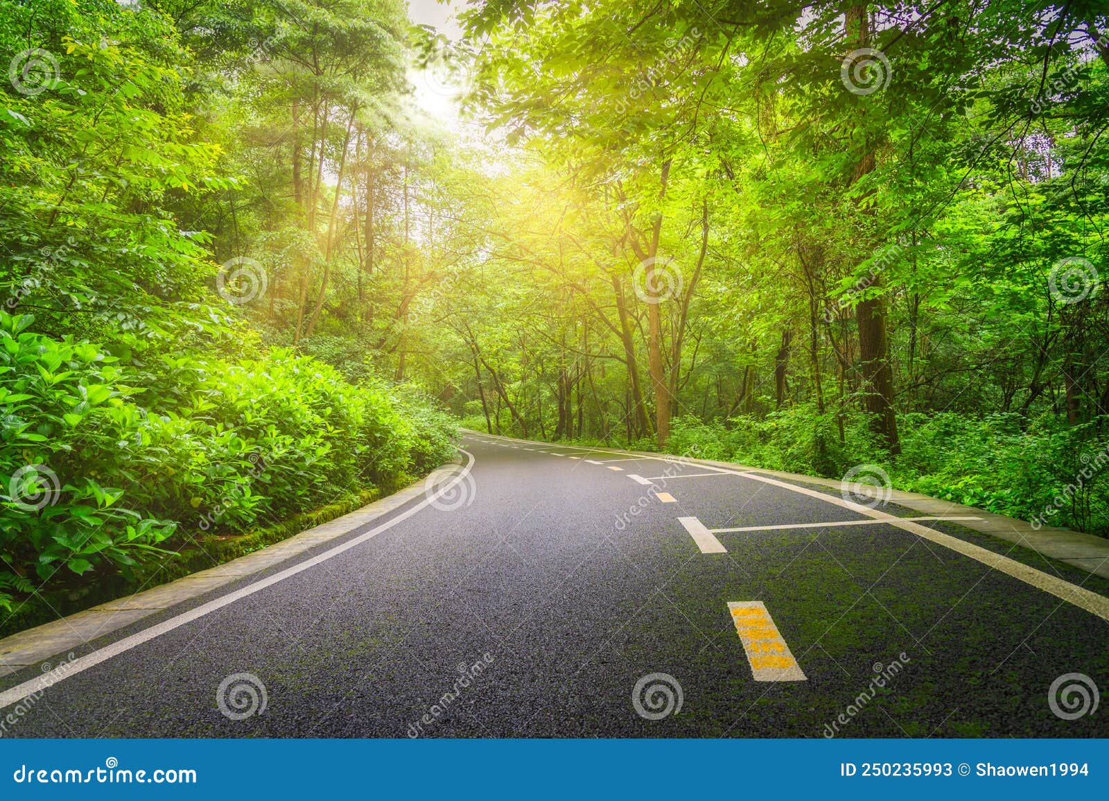 Forest Road Sun Beams and Rays Stock Image - Image of nature, sunrays ...