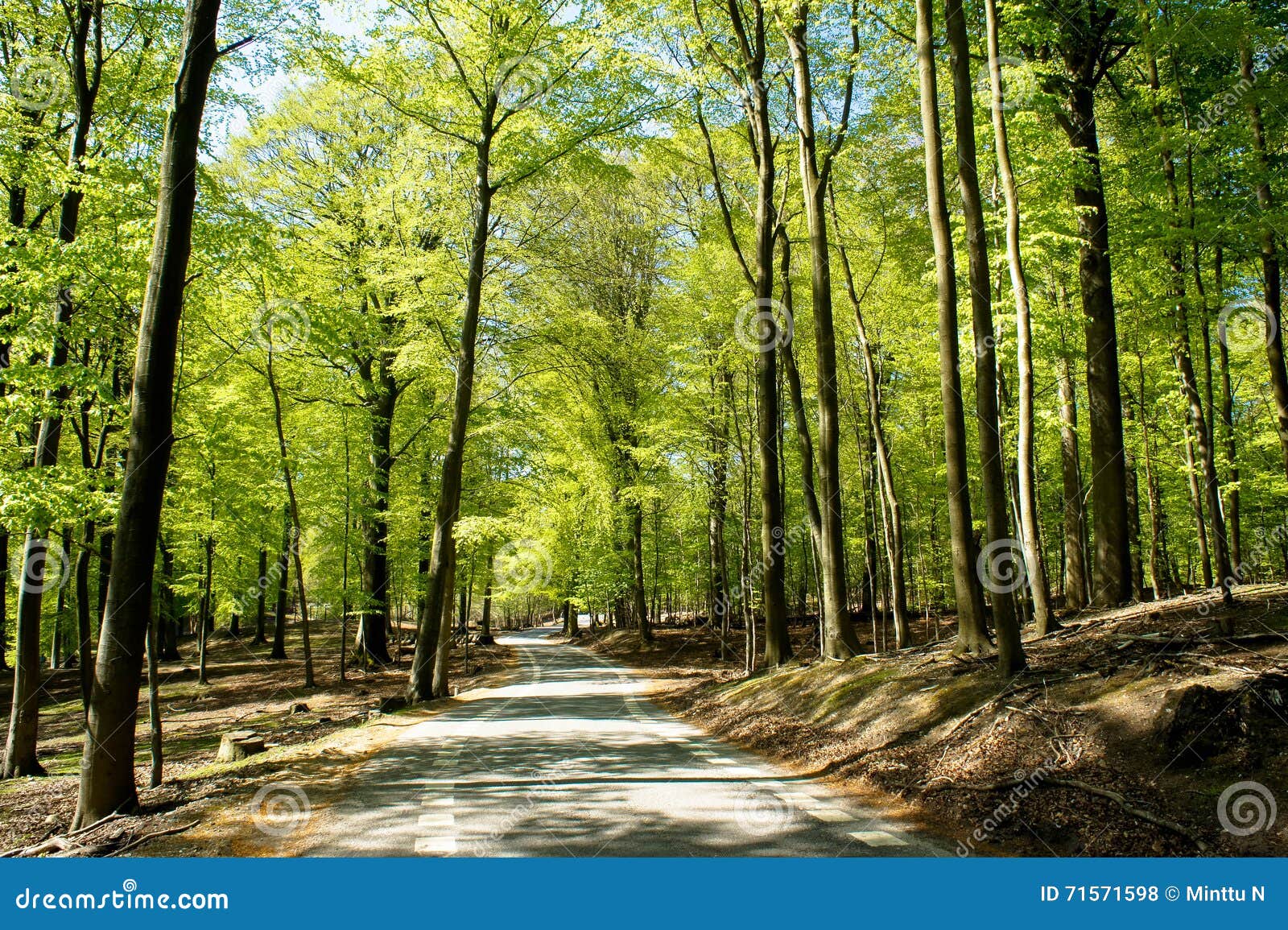 Road in a forest stock photo. Image of landscape, spring - 71571598