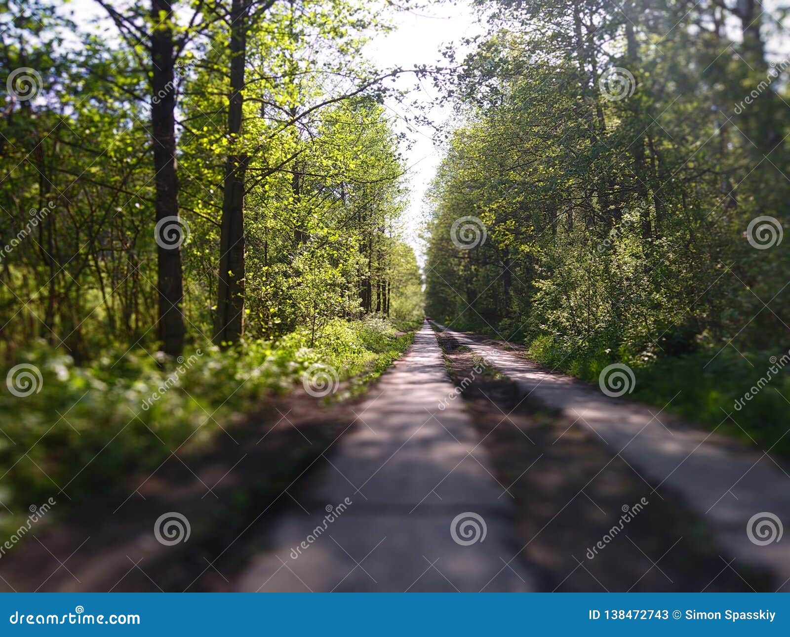 A road in the forest stock image. Image of road, forest - 138472743