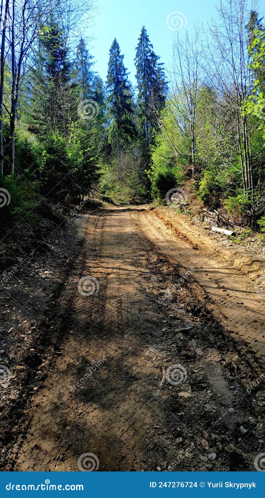 Road in the Forest, Off-road, Dirt Road Stock Photo - Image of forest ...