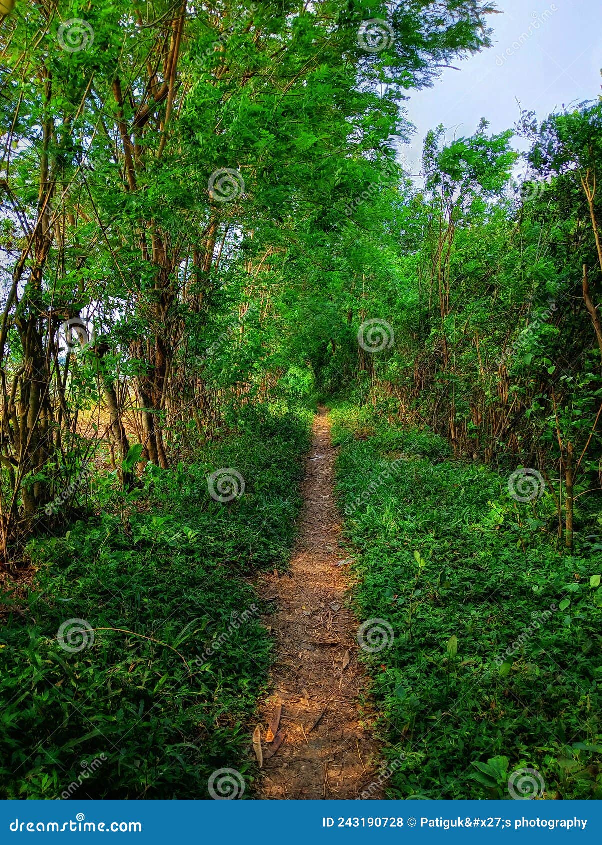 Lane Of Trees, Nature Background Royalty-Free Stock Image ...
