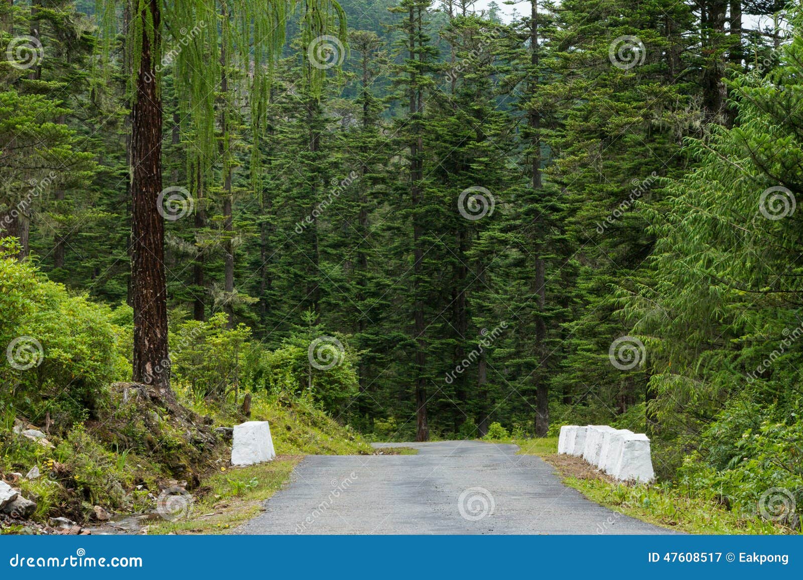 Road in the Forest, Paro, Bhutan Stock Image - Image of green, rural ...