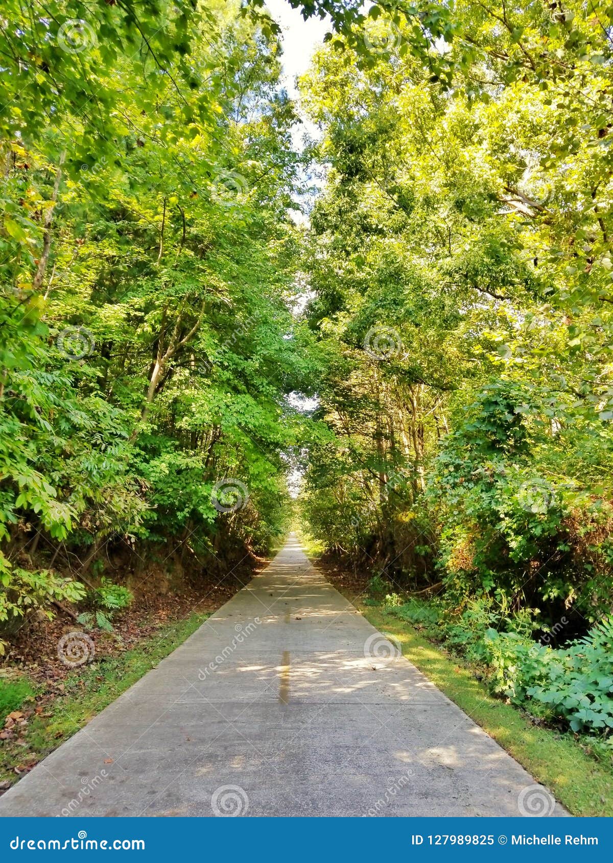 Road through the forest stock image. Image of forest - 127989825
