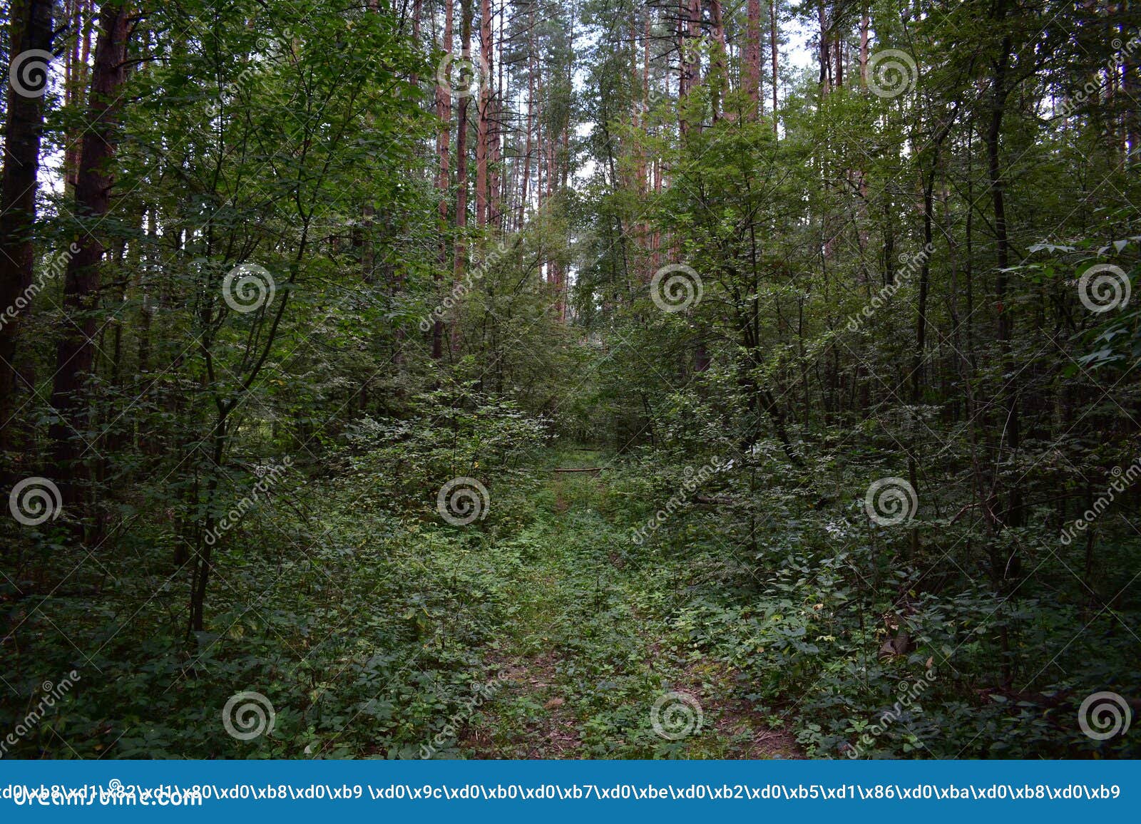 The Road through the Forest. Pine Forest. Deciduous Trees. Green Grass Stock Image - Image of ...