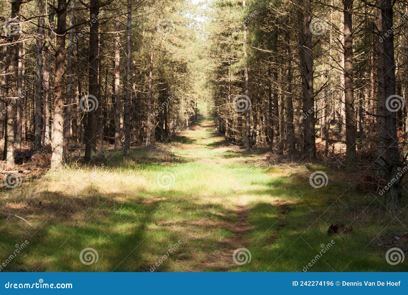 Road in a Forest of Pine Trees Stock Photo - Image of foliage, autumn ...