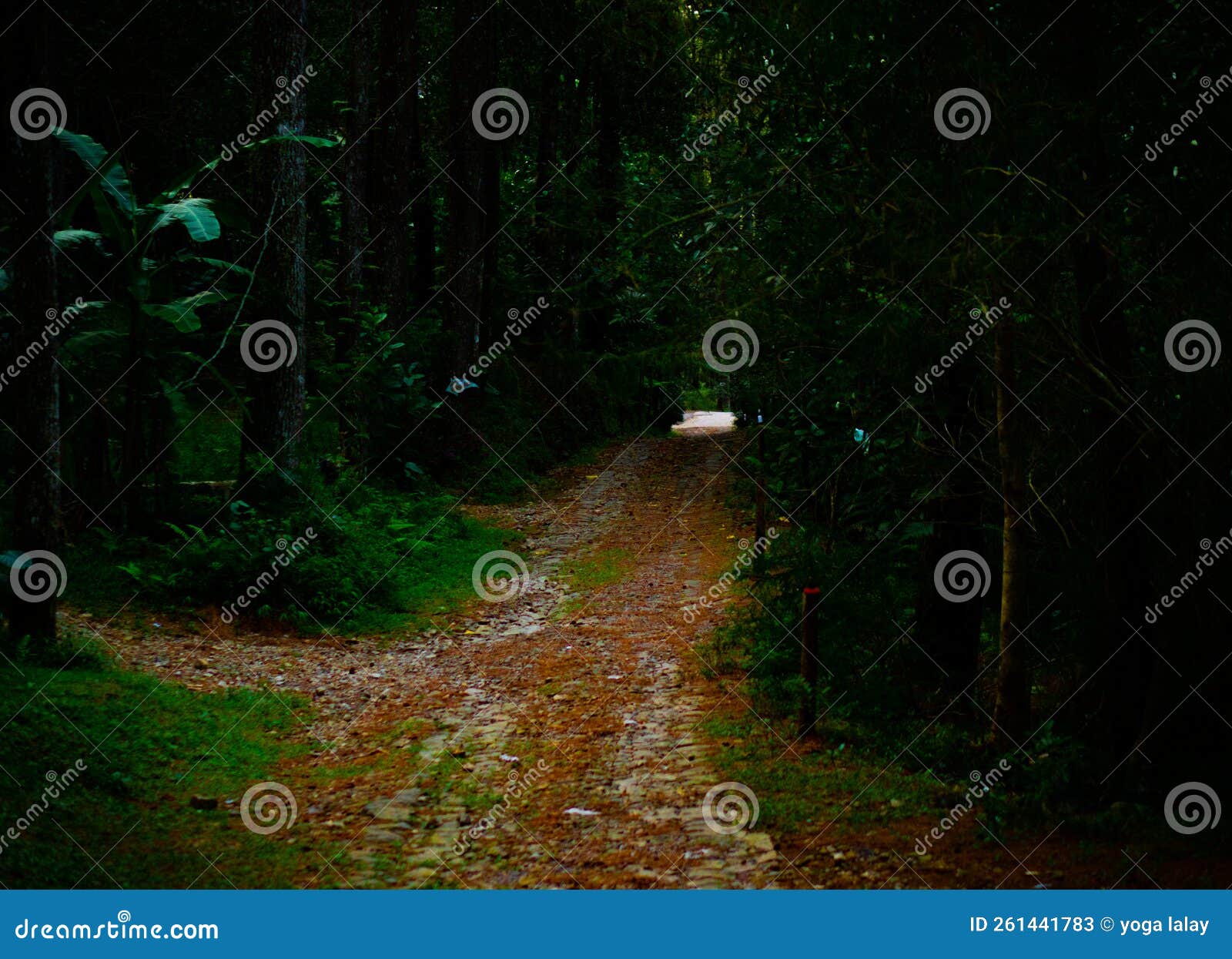 The Road in the Forest is Quiet but Feels Warm Stock Image - Image of ...