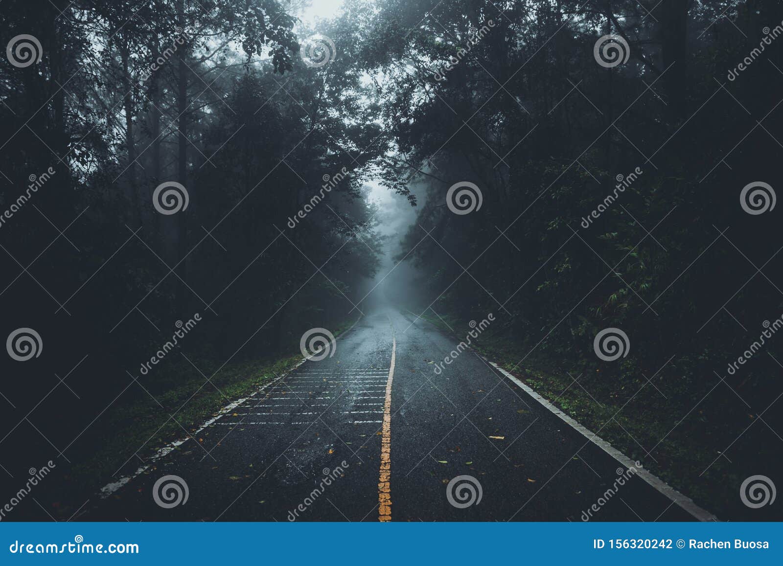 The Road into the Forest in the Rainy Season Stock Photo - Image of ...