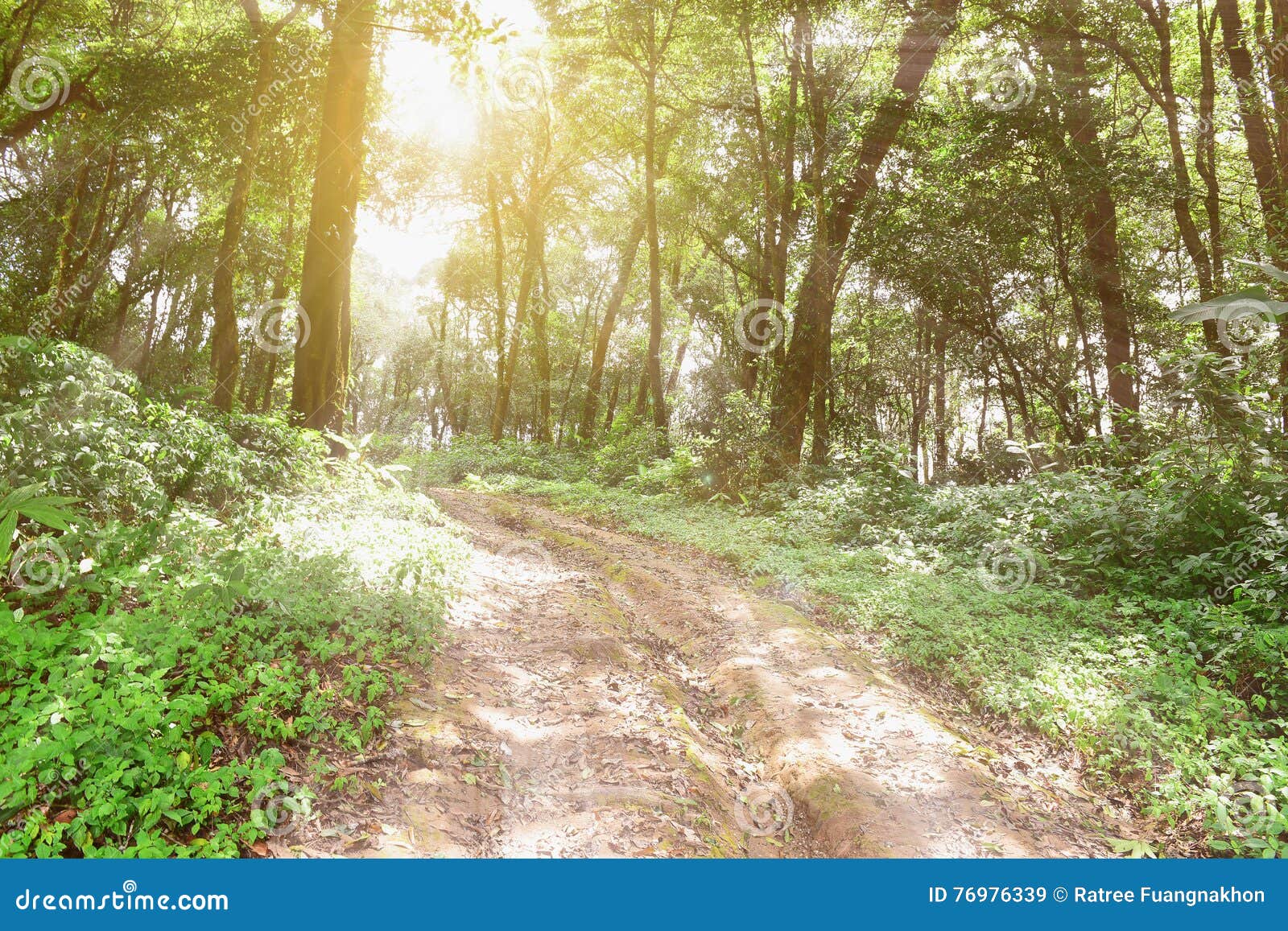 Road in the forest stock image. Image of nature, green - 76976339