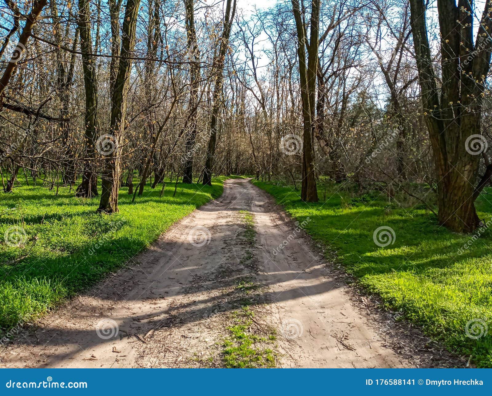Road in forest stock image. Image of spring, green, forest - 176588141