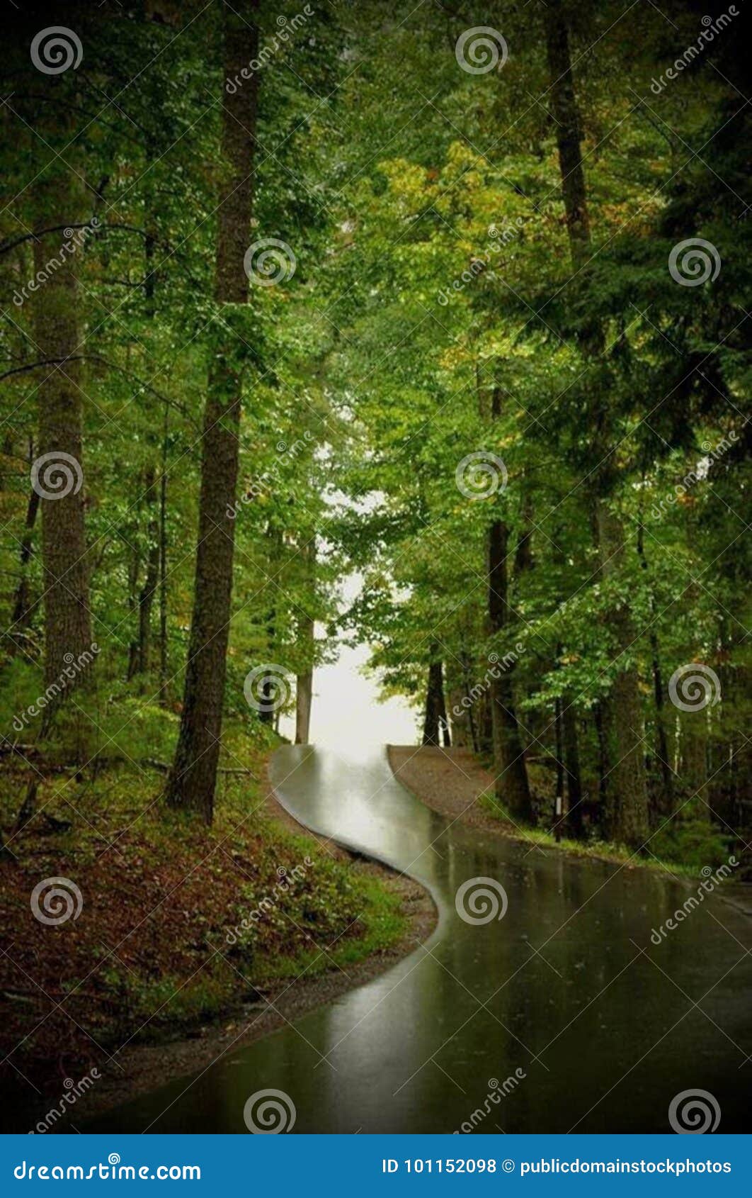 Road Through A Forest Picture. Image: 101152098