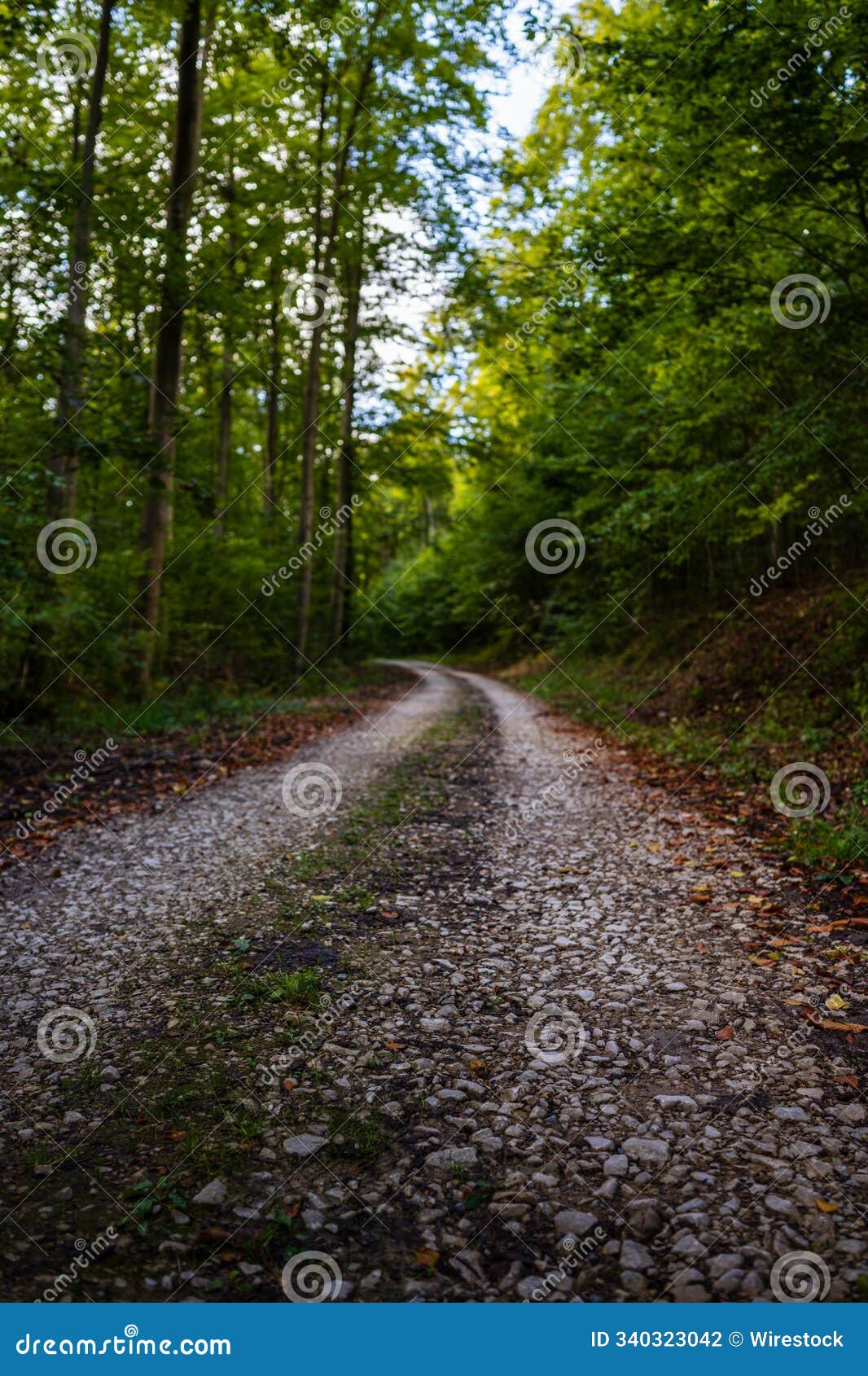 Road in a Forest, a Small Gravel Path Leading into the Distant Woods ...