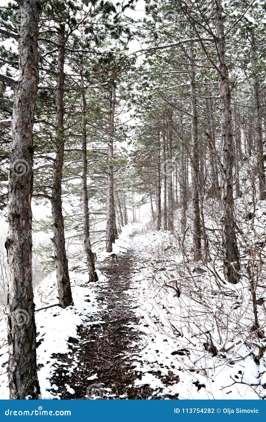 Road in the Forest in the Snow Stock Photo - Image of landscape, hill ...