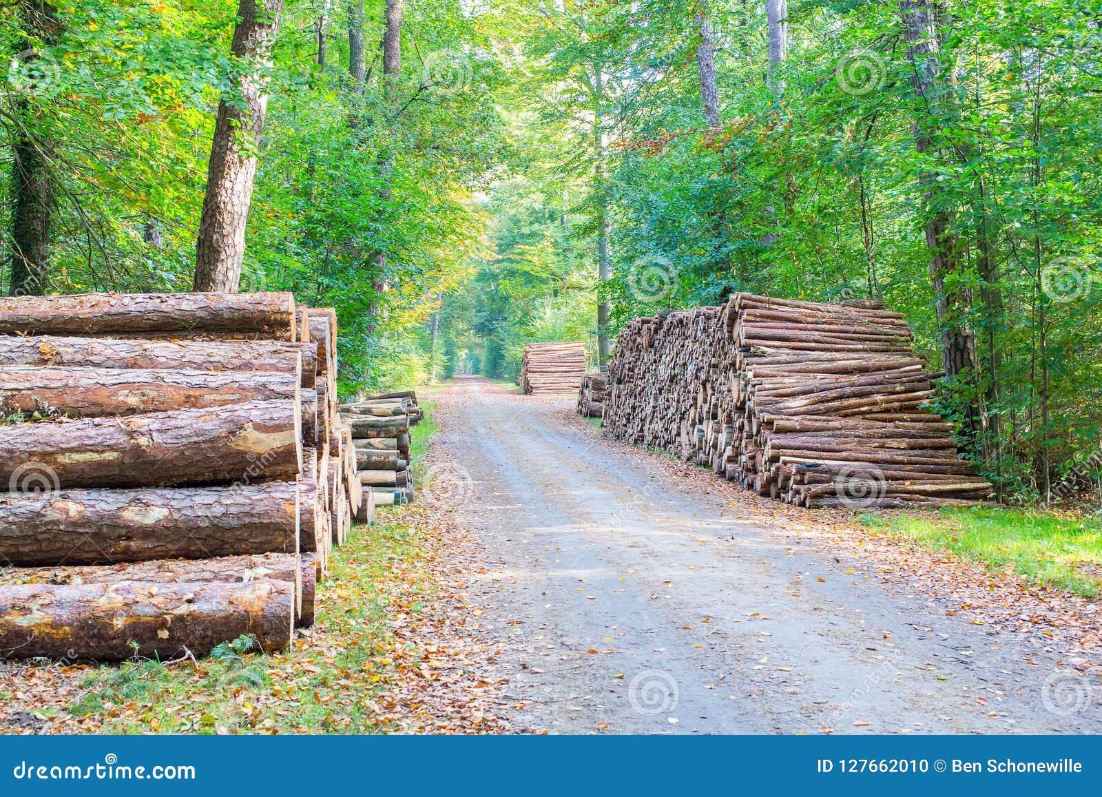 Road in Forest with Stacks of Tree Trunks Stock Photo - Image of ...