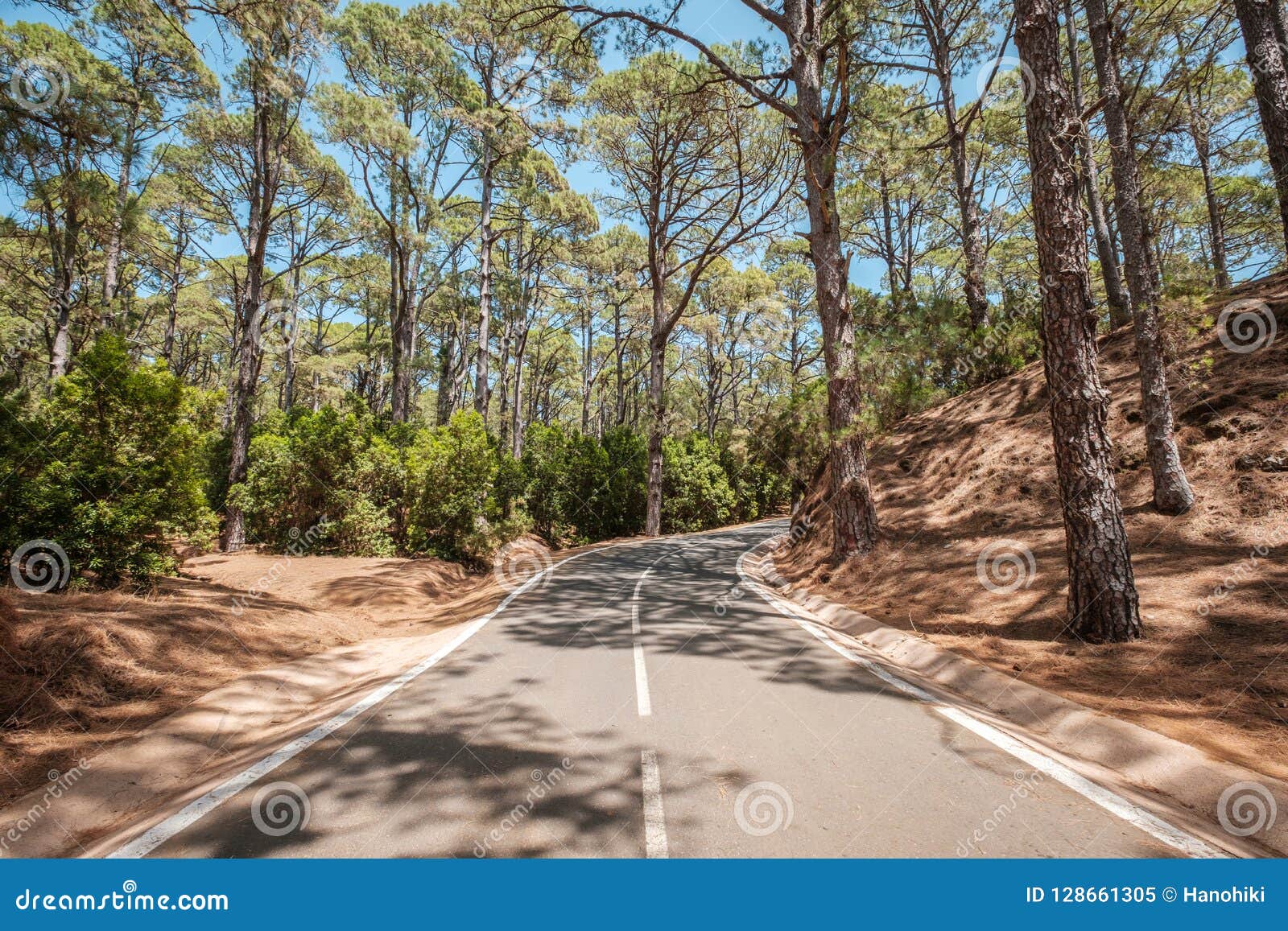 Road in Forest, Street through Forest Landscape Stock Image - Image of ...