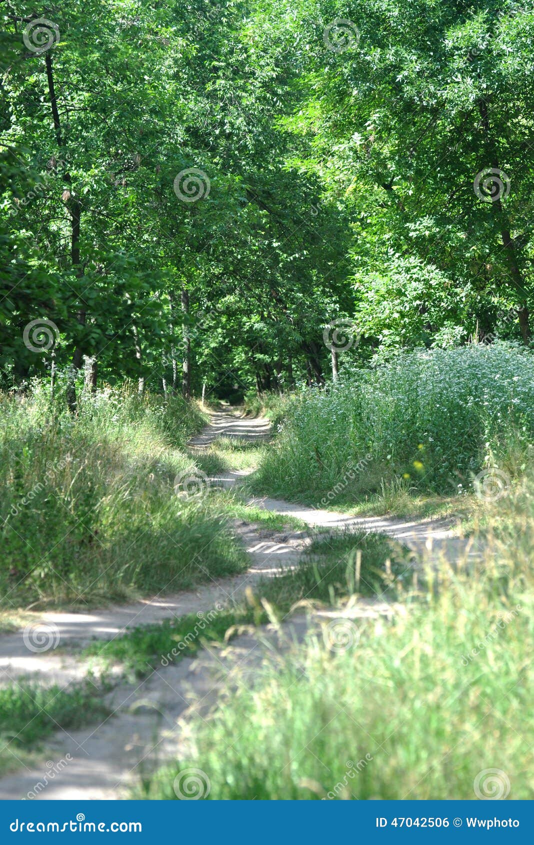 Road in the forest stock photo. Image of green, hiking - 47042506