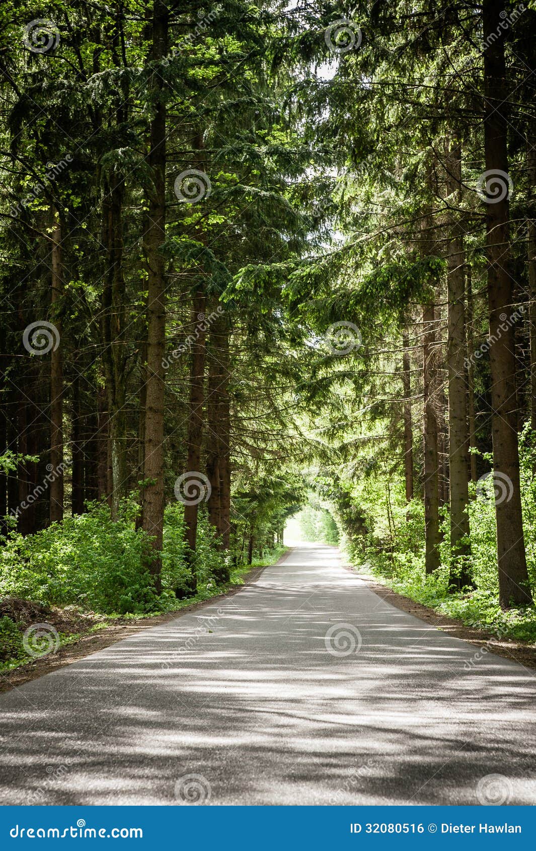Road through a Forest stock photo. Image of colorful - 32080516