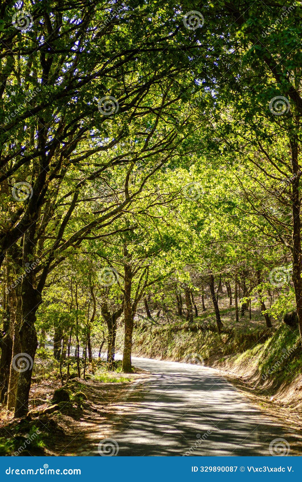 Road in a Forest in Summer, the Trees Cover it with Shadows. Ecology ...