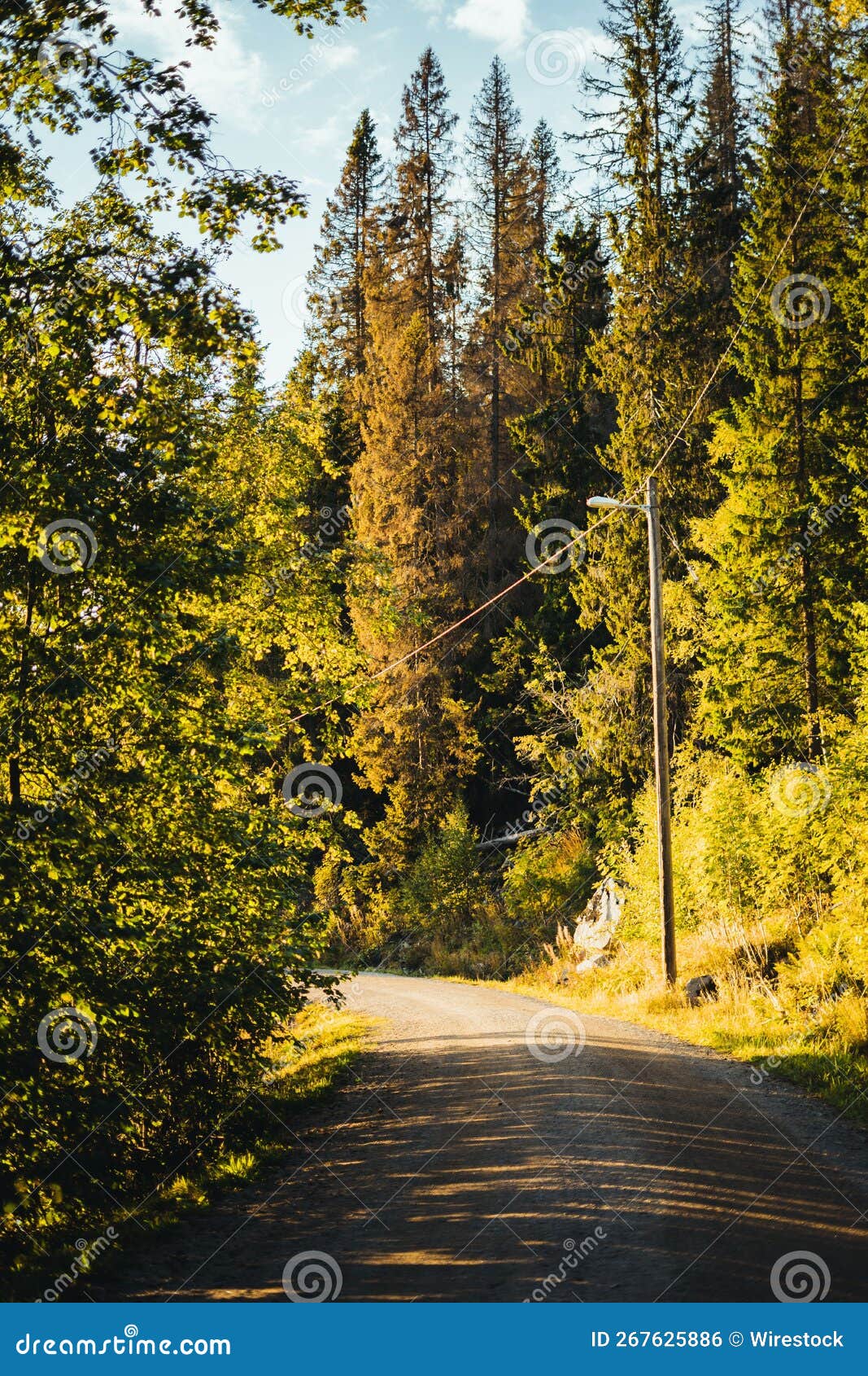 Road through a Forest on a Sunny Day Stock Photo - Image of beauty ...
