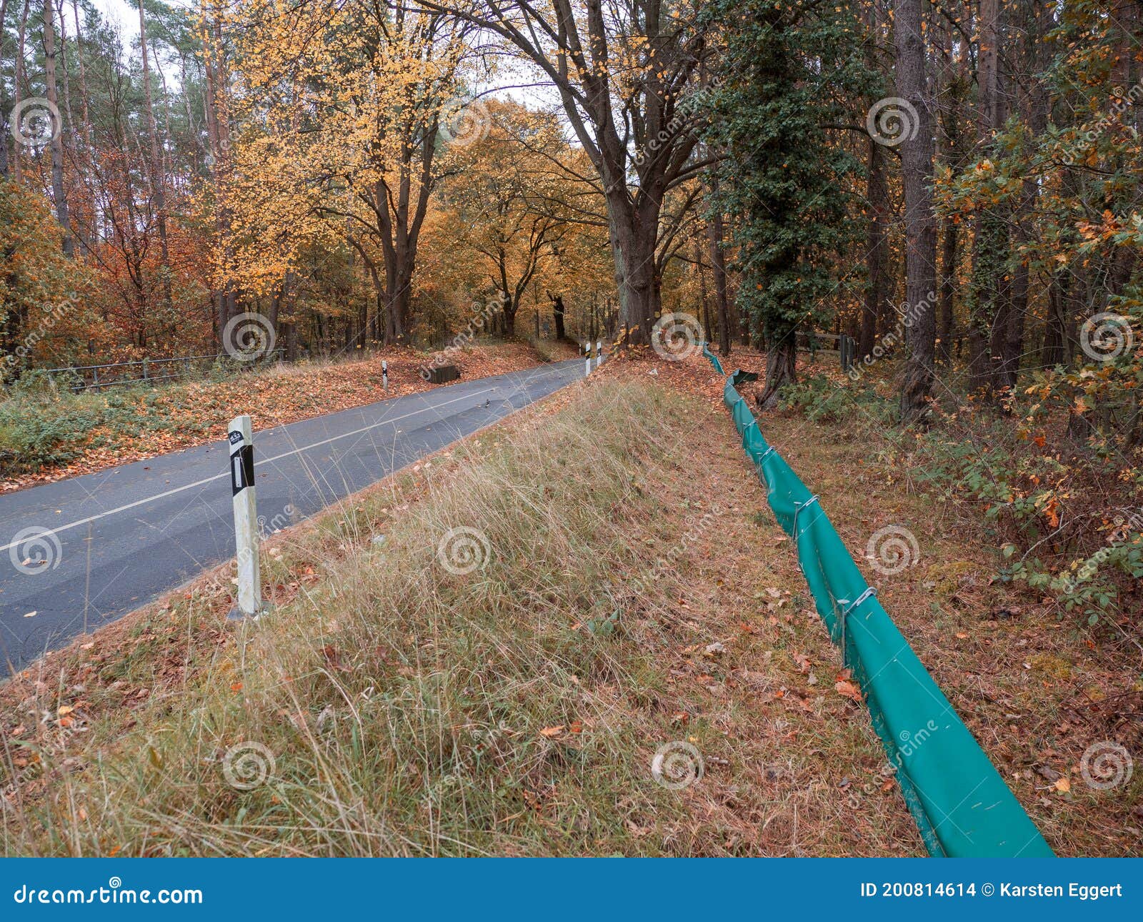 Between Road and a Forest There is a Green Fence To Protect Frogs and ...