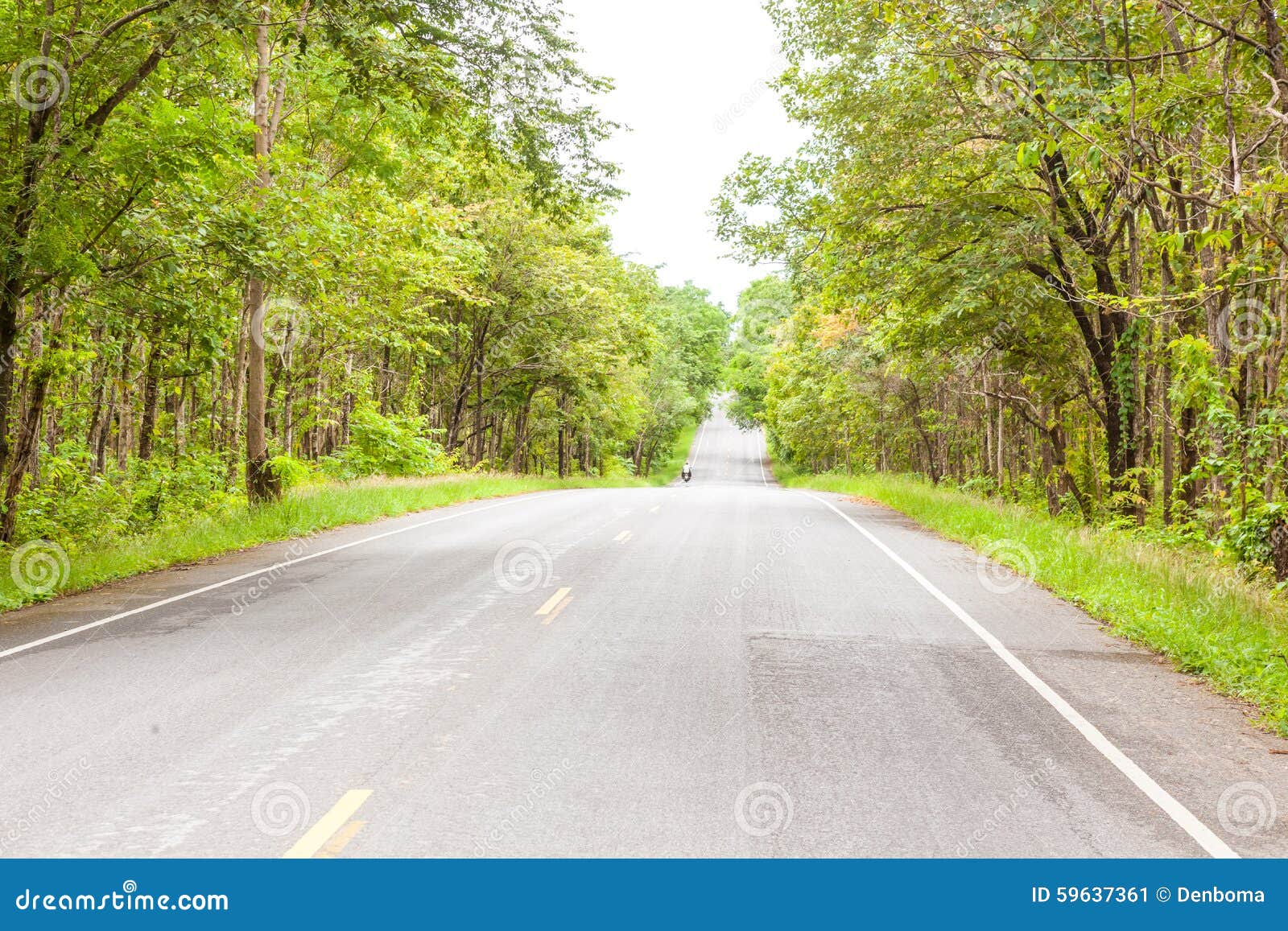 Road in the forest stock image. Image of outdoor, nature - 59637361