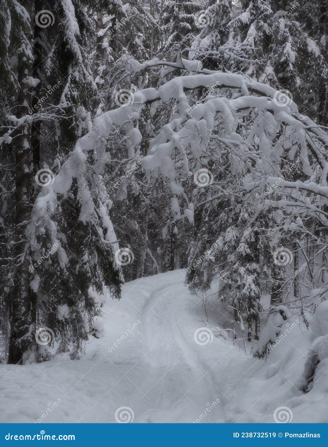 Road in the Forest, Winter after Snowfall Stock Image - Image of ...