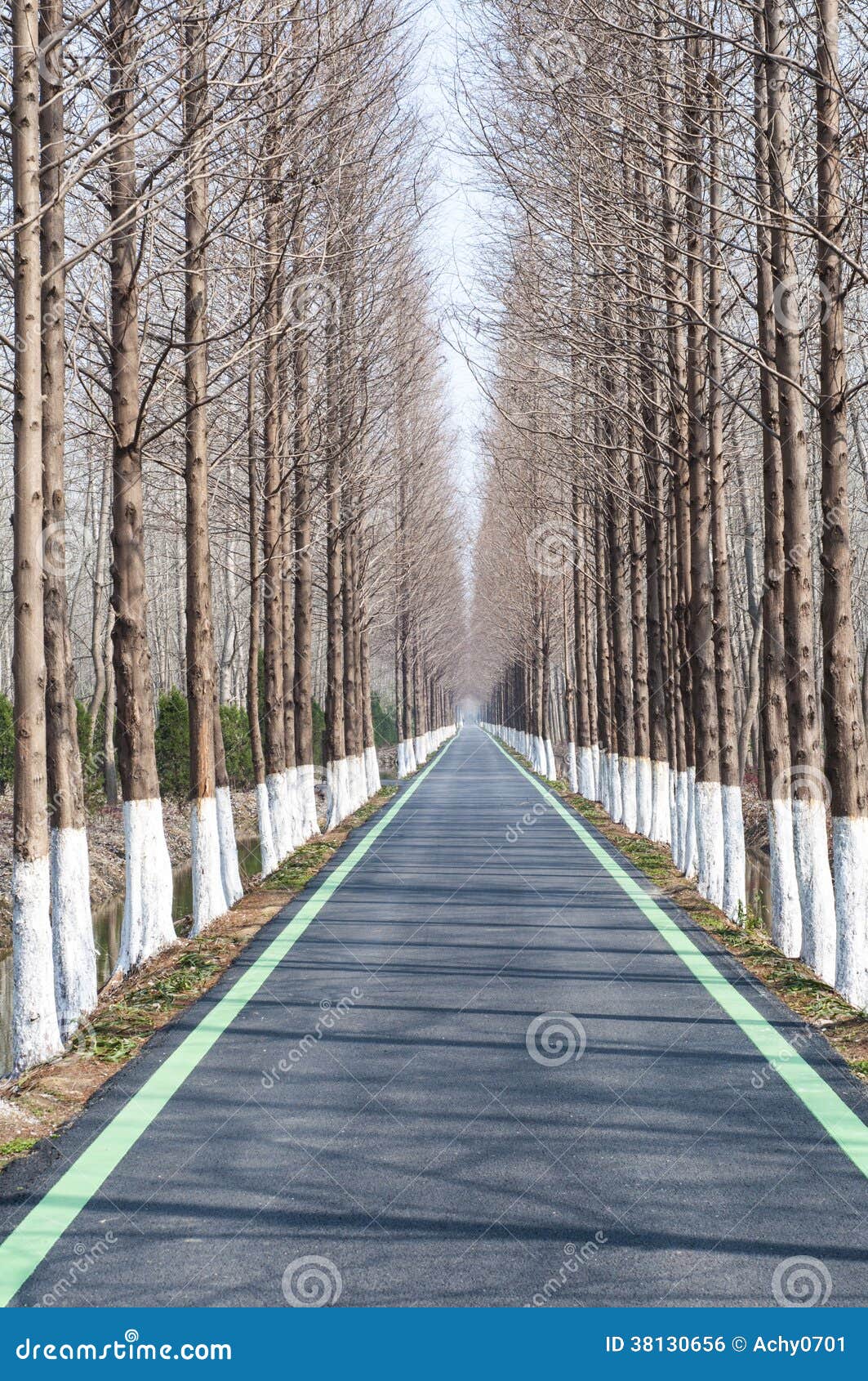 Road in the forrest stock photo. Image of road, asphaltum - 38130656
