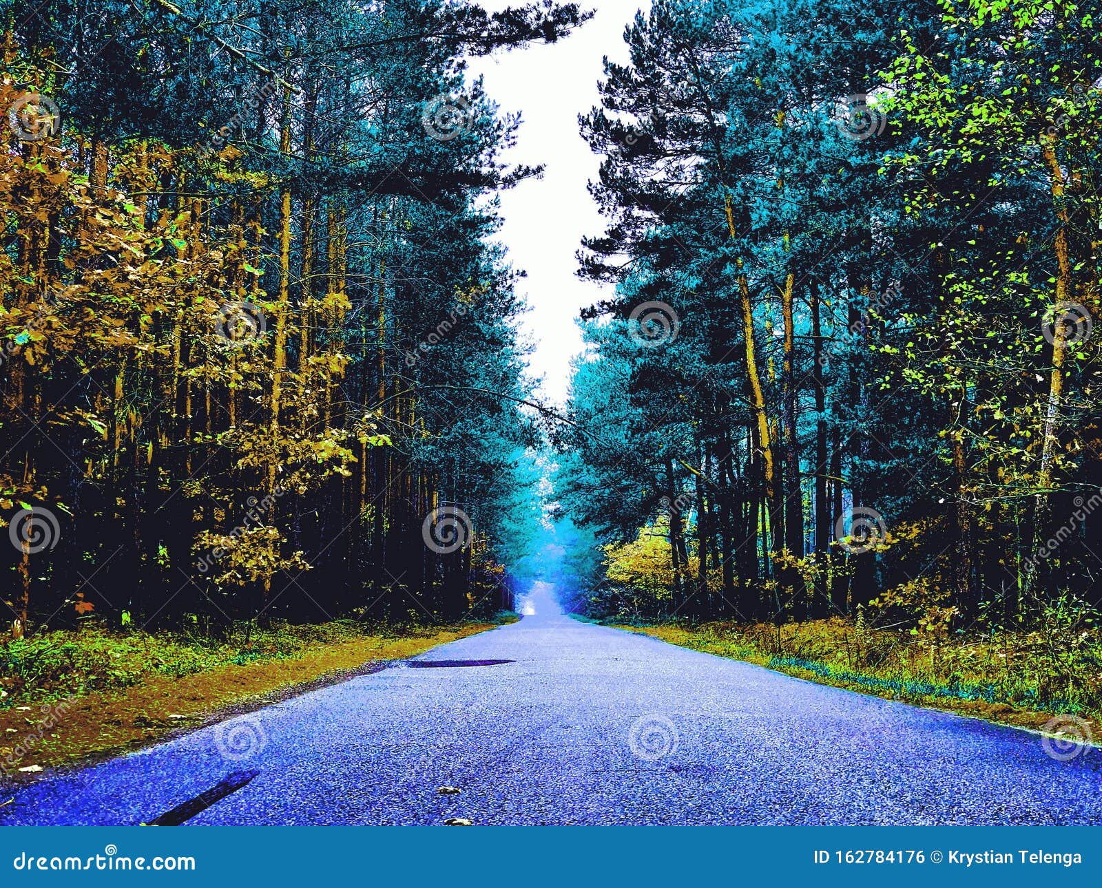 Road in Forrest stock photo. Image of forrest, tree - 162784176