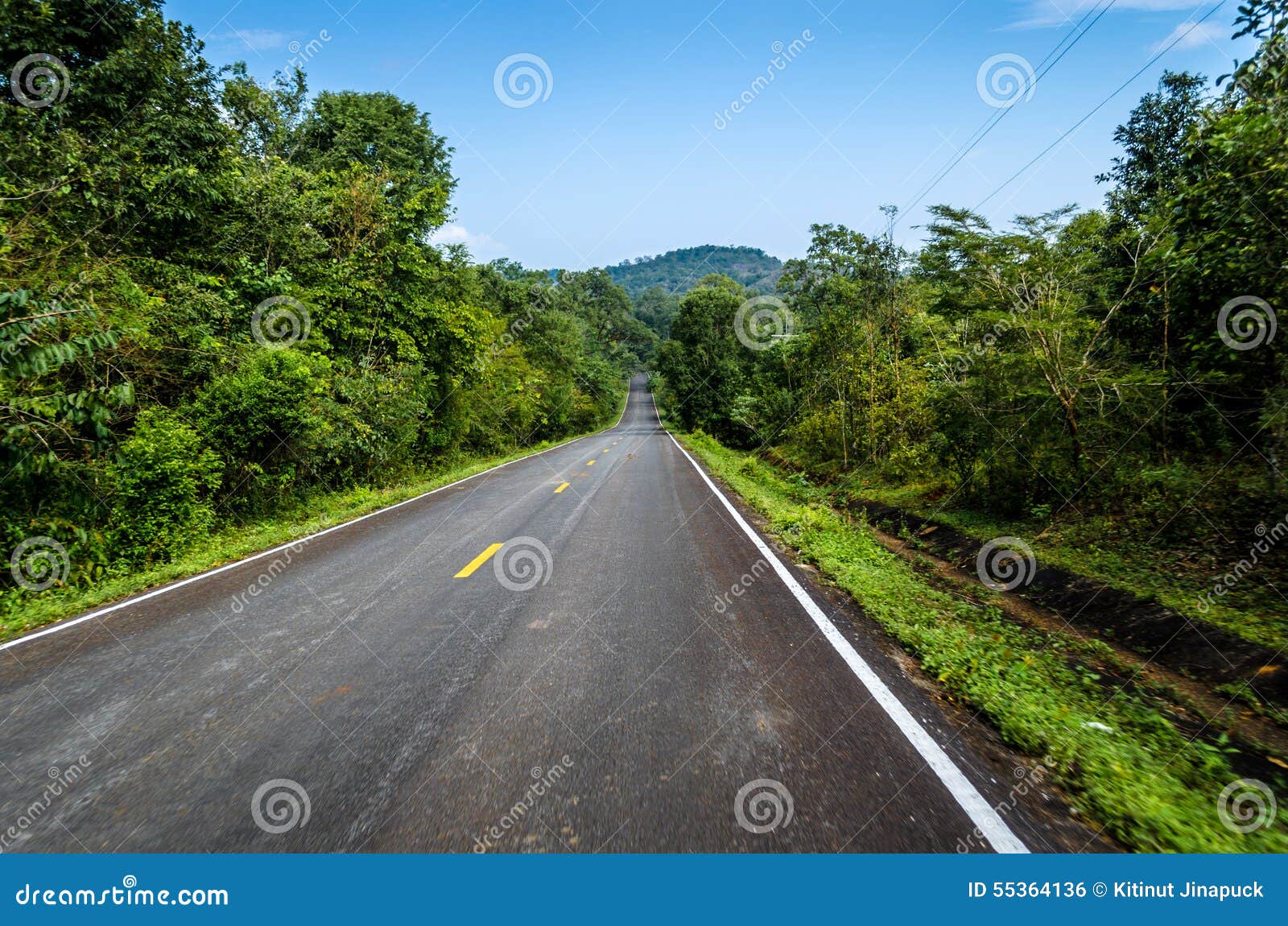Road in forrest stock photo. Image of color, adventure - 55364136