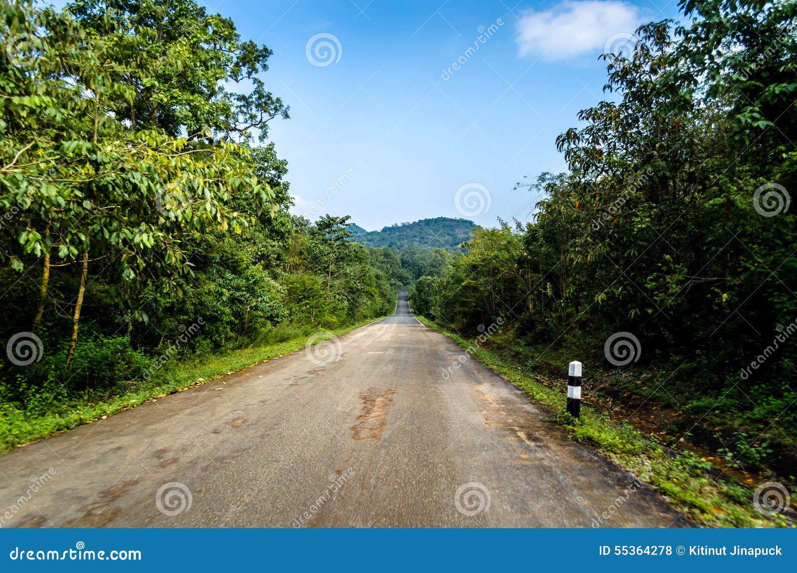 Road in forrest stock photo. Image of nature, adventure - 55364278