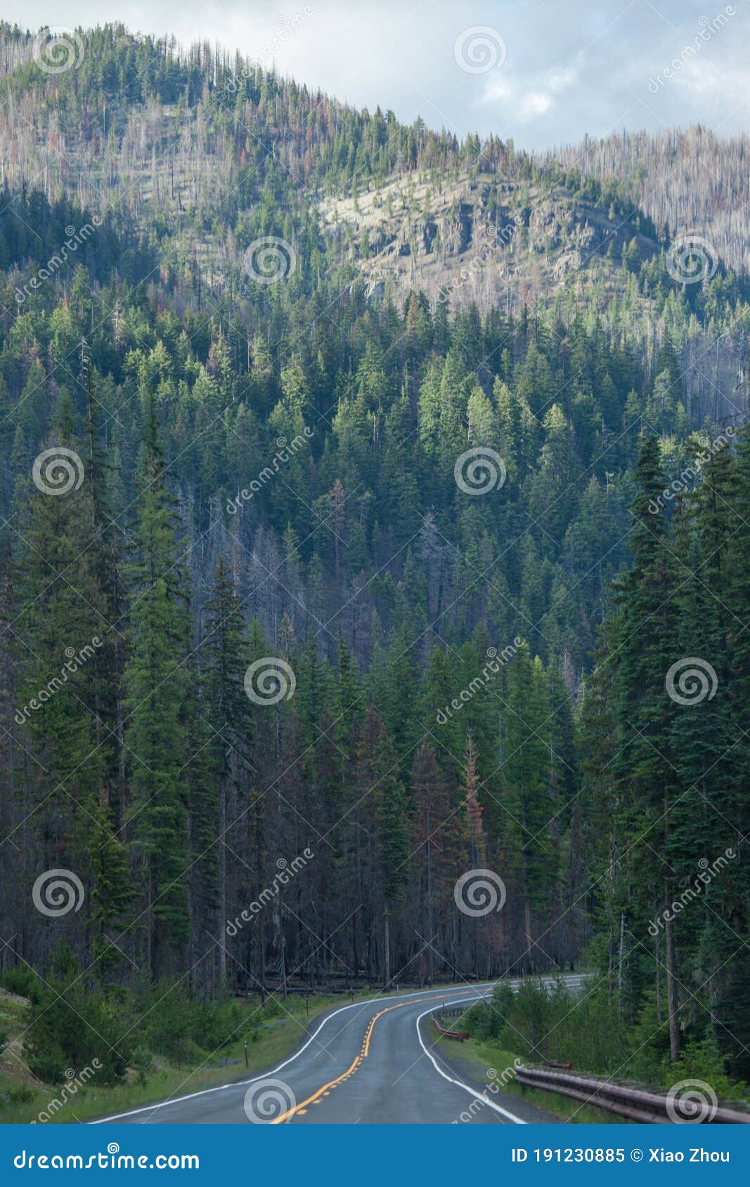 Road in wilderness stock image. Image of oregon, surface - 191230885