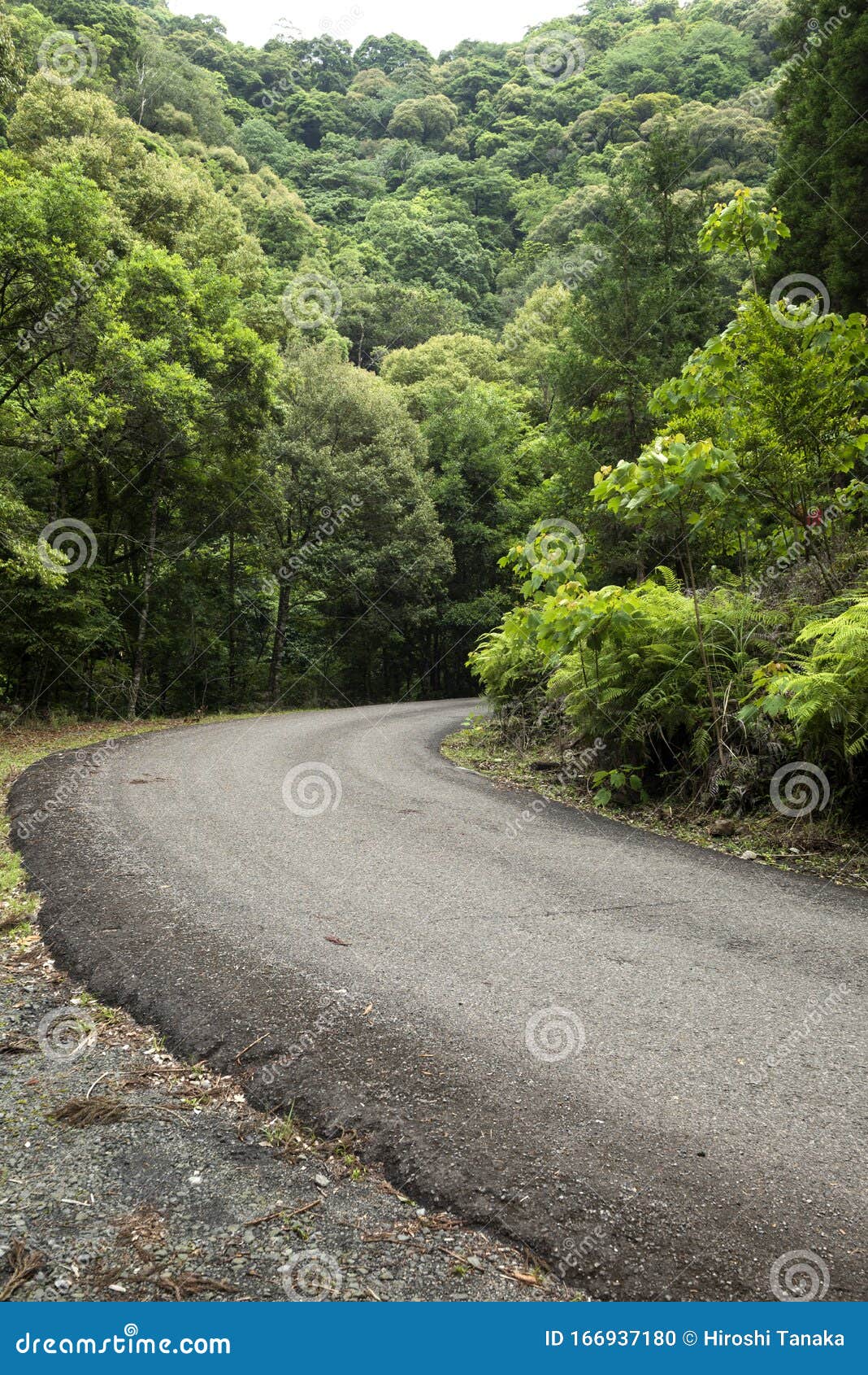 Road in front of forest stock photo. Image of tree, leaf - 166937180