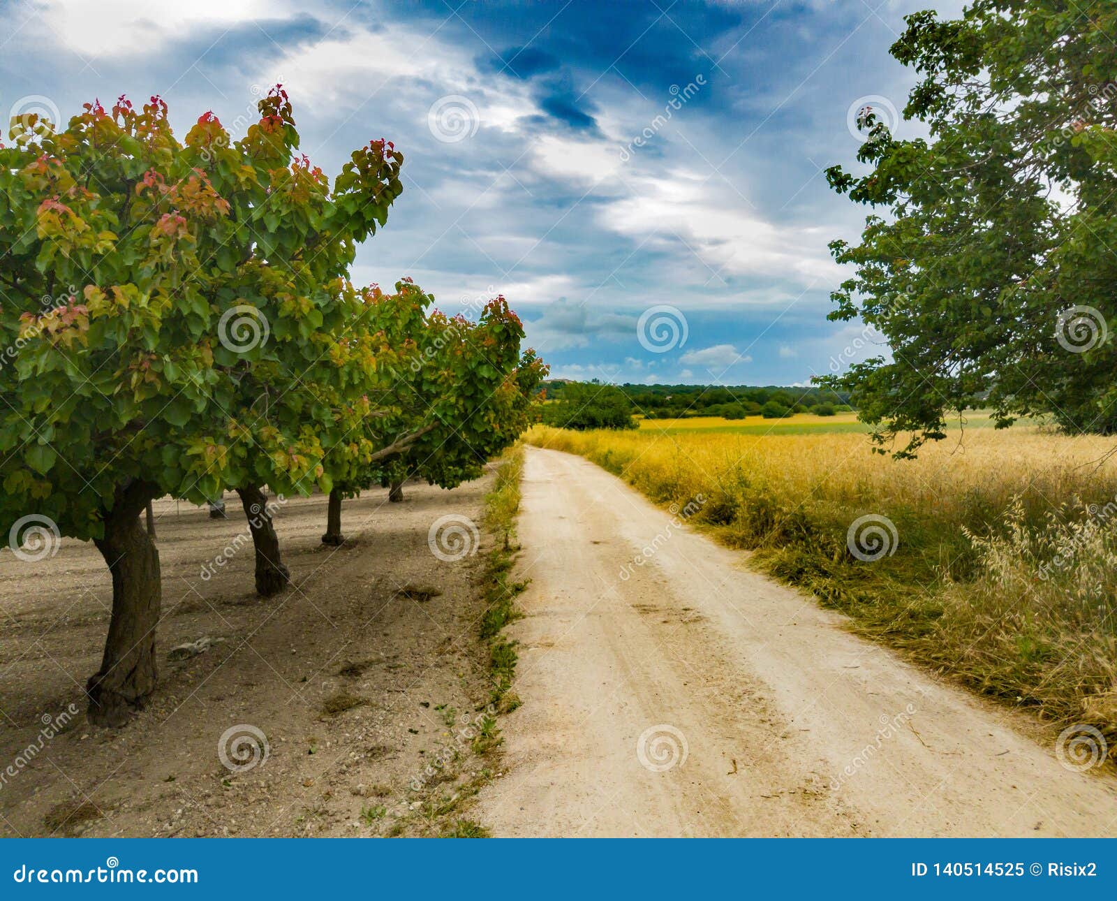 Road between fruit trees stock image. Image of cloud - 140514525