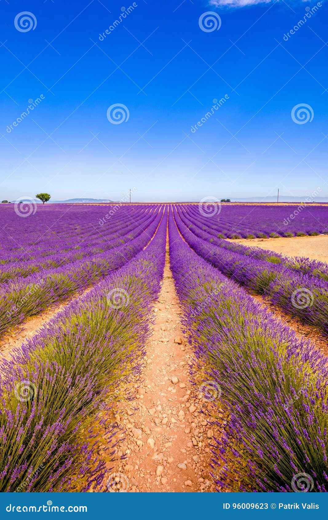 A road full of lavender. stock image. Image of angle - 96009623