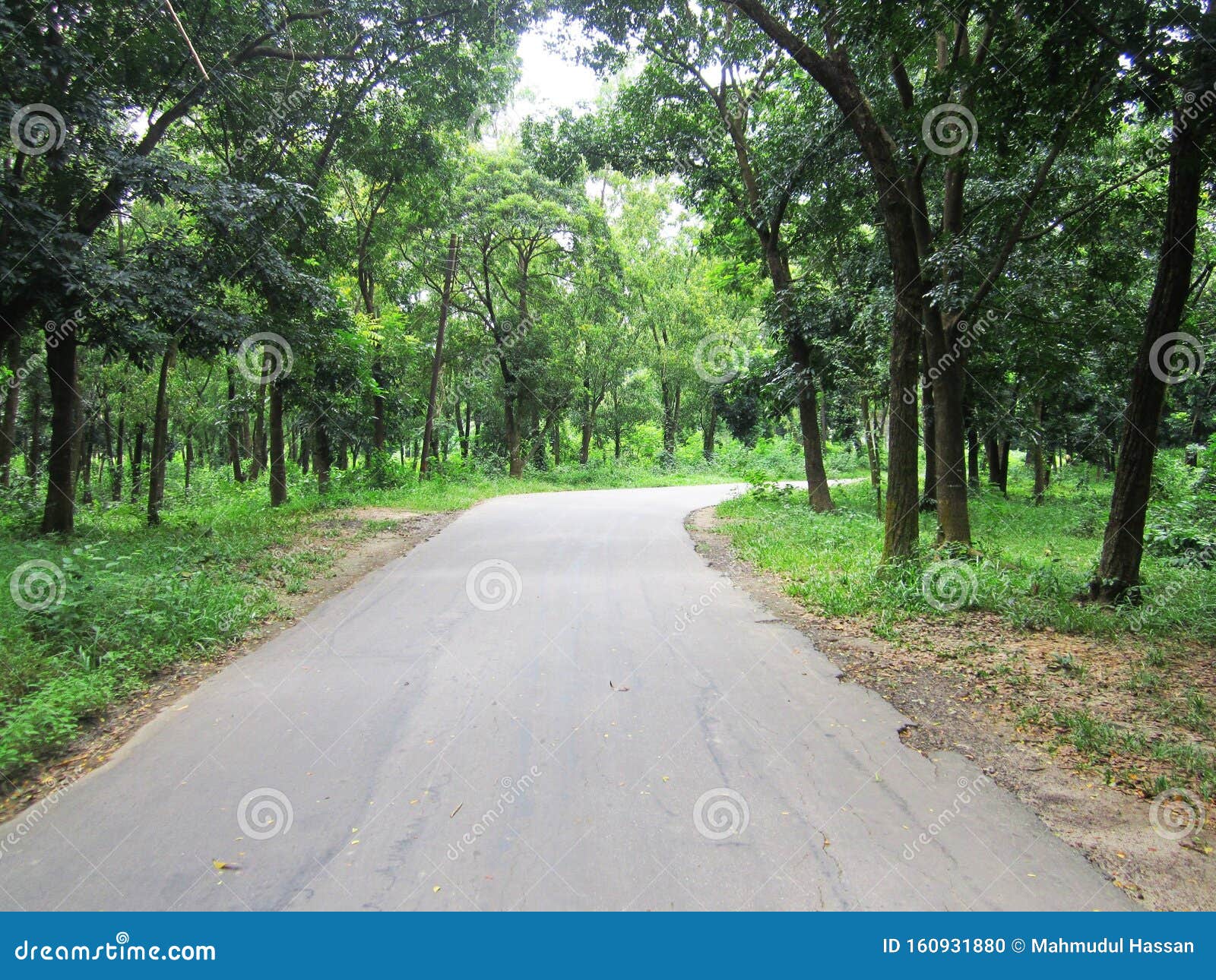 Road in the Garden. Road with Trees Stock Photo - Image of road, nice ...