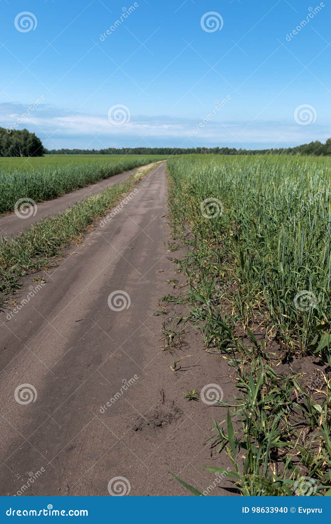 The Road Going into the Distance between Fields Stock Photo - Image of ...