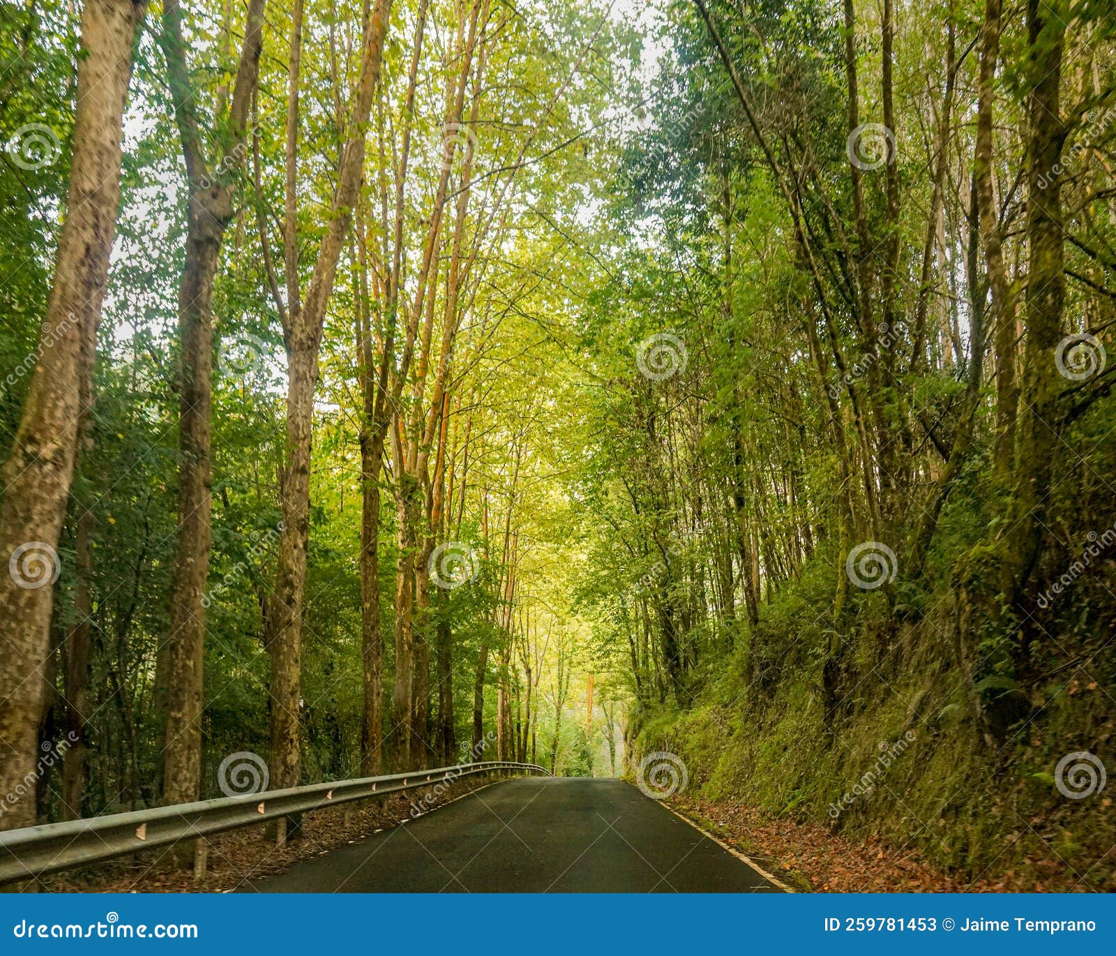 Road Going into the Forest during Autumn Stock Image - Image of forest, sunny: 259781453
