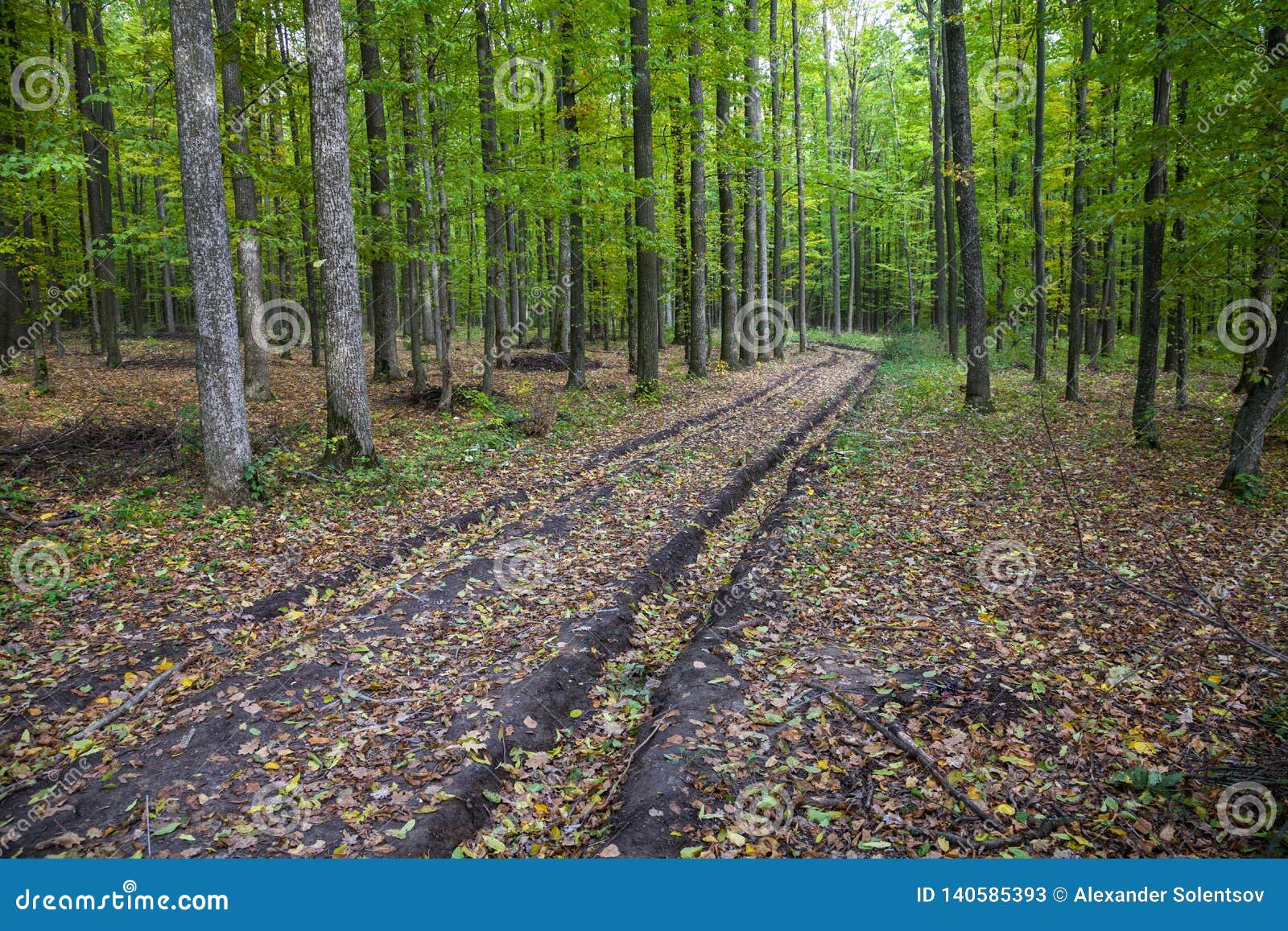 Road Going through the Forest Stock Image - Image of land, track: 140585393