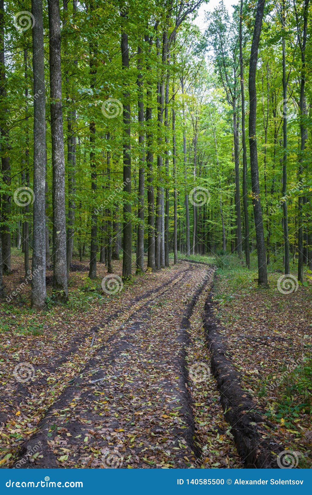 Road Going through the Forest Stock Photo - Image of wood, countryside ...
