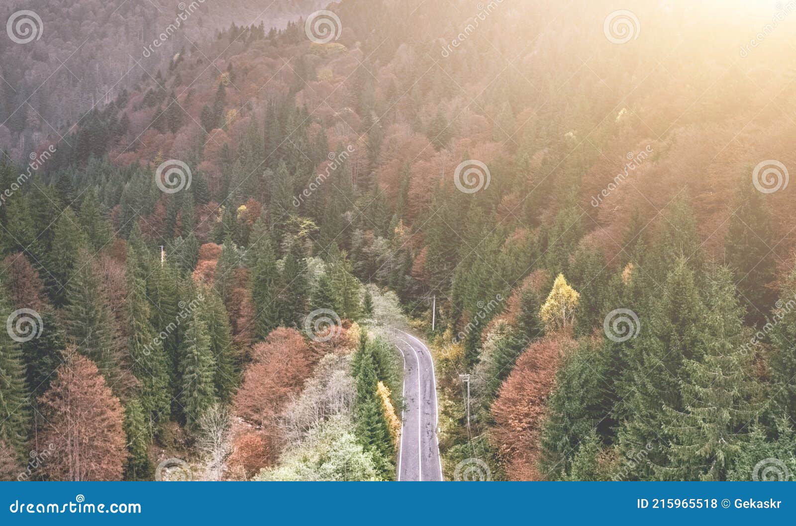 Road going through forest stock photo. Image of pass - 215965518