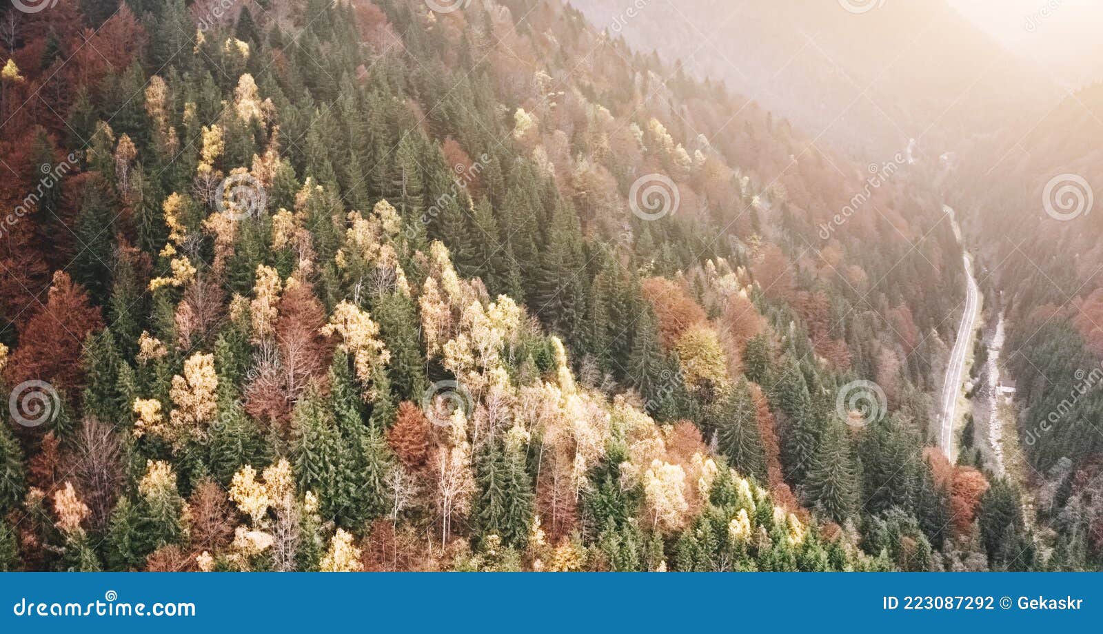 Road going through forest stock photo. Image of pine - 223087292