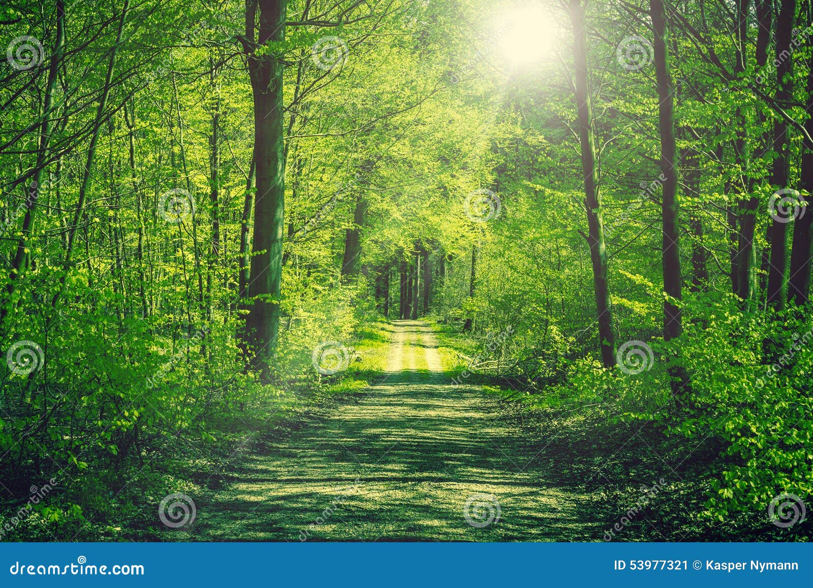 Road Going through a Green Forest Stock Image - Image of light, autumn ...