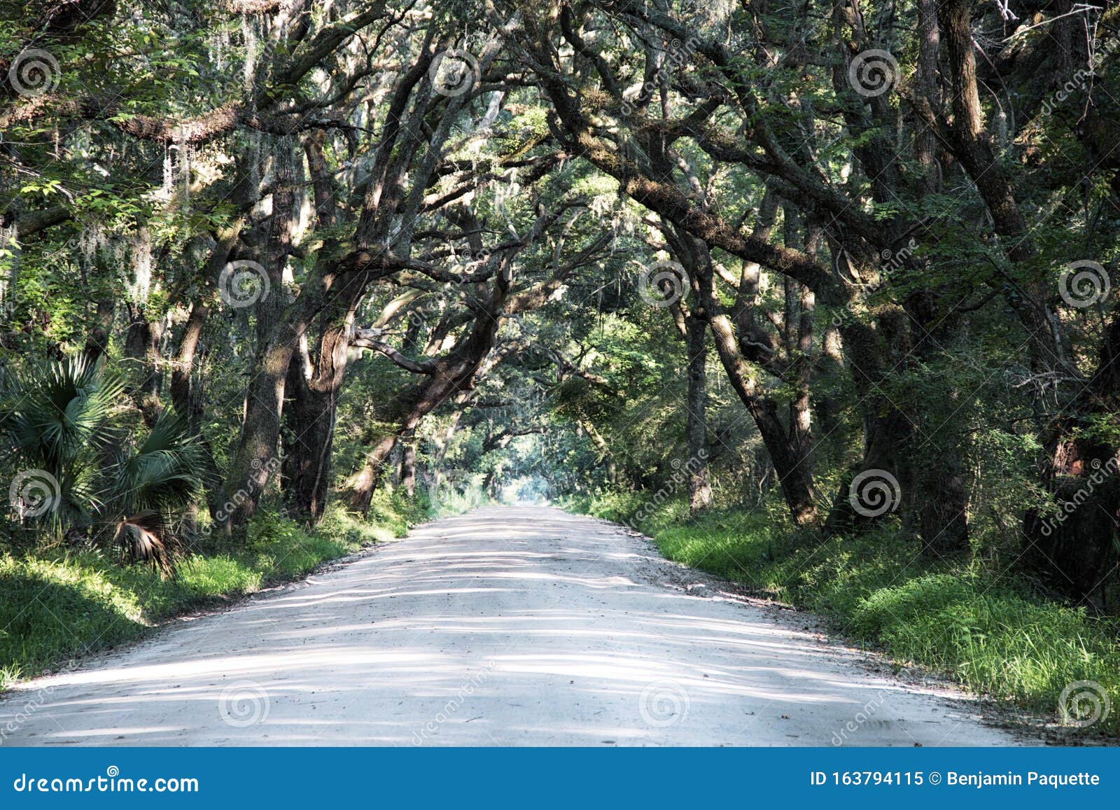 Road Going through the Middle of Green Trees Stock Image - Image of ...